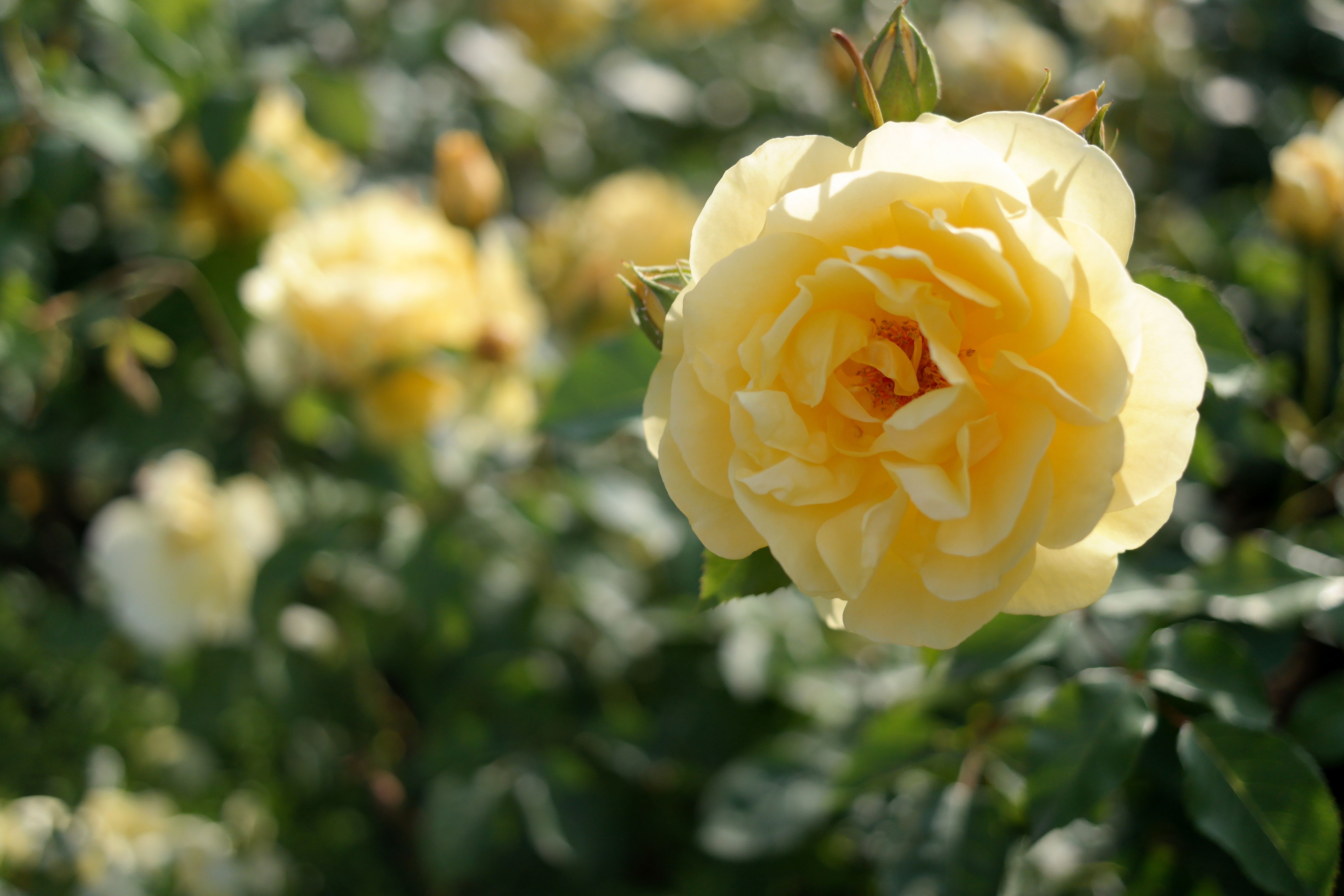 Flowering Yellow Roses · Free Stock Photo