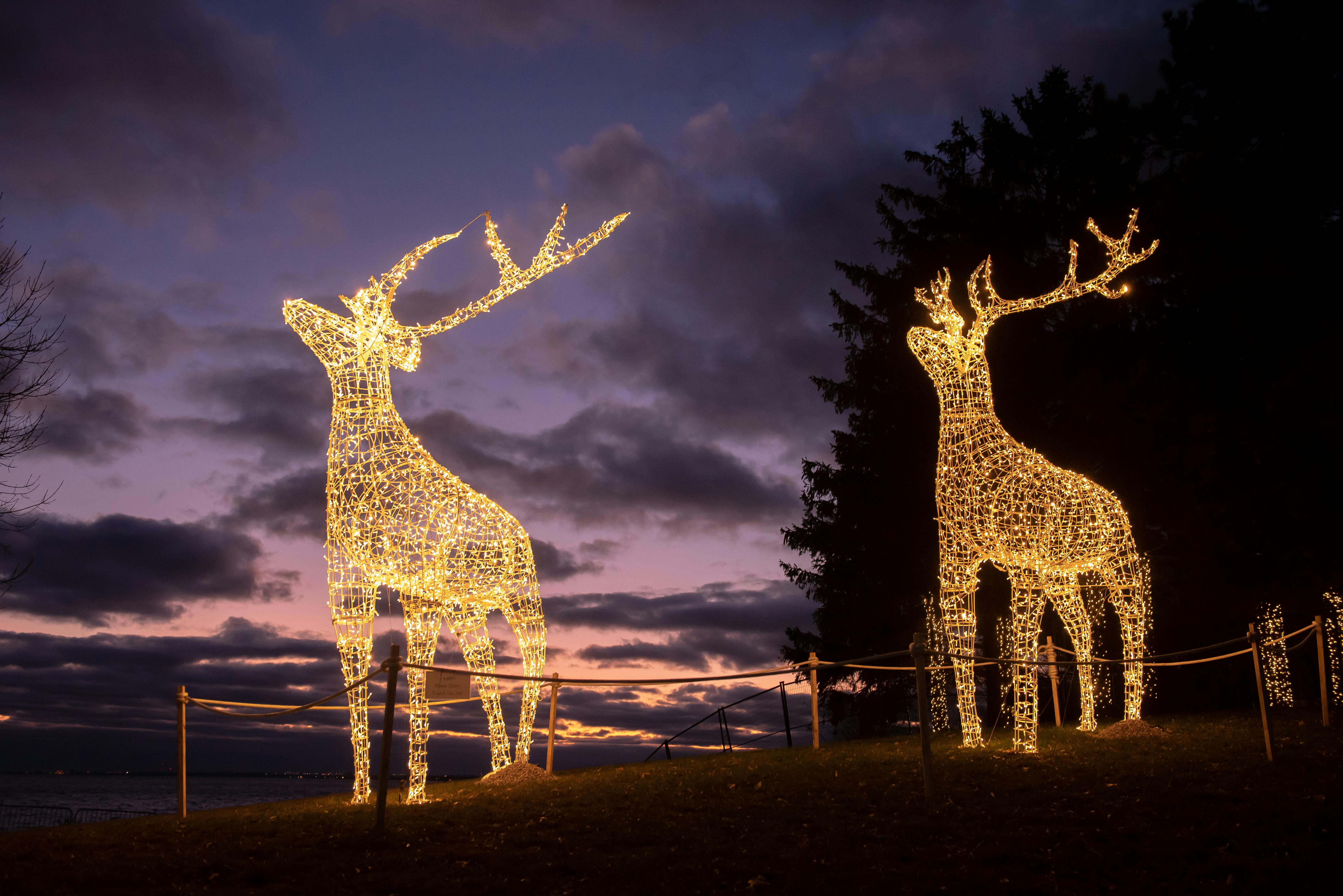 Lighted Deer Decors at Night · Free Stock Photo