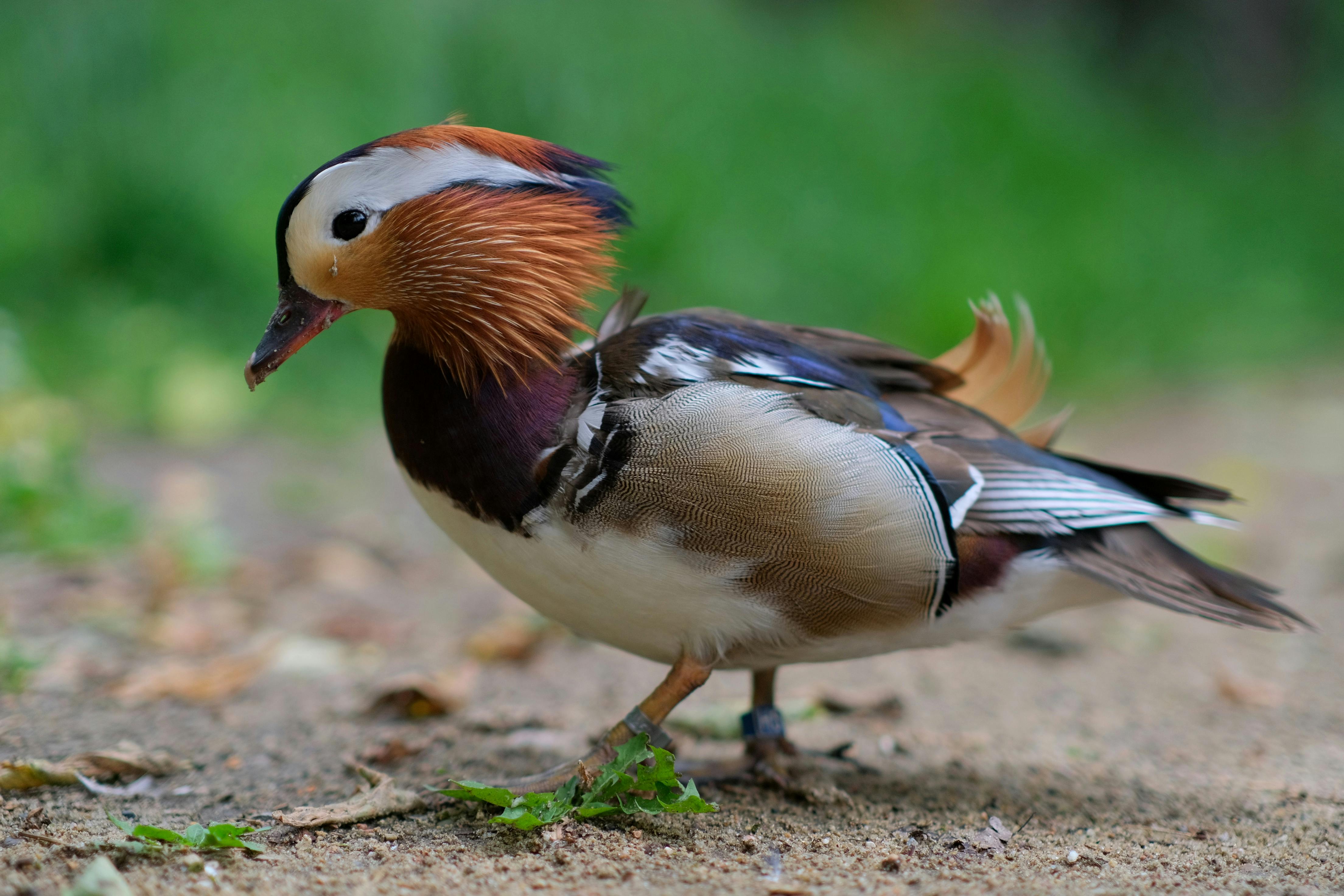 Duck+Pfp Photos, Download The BEST Free Duck+Pfp Stock Photos & HD Images