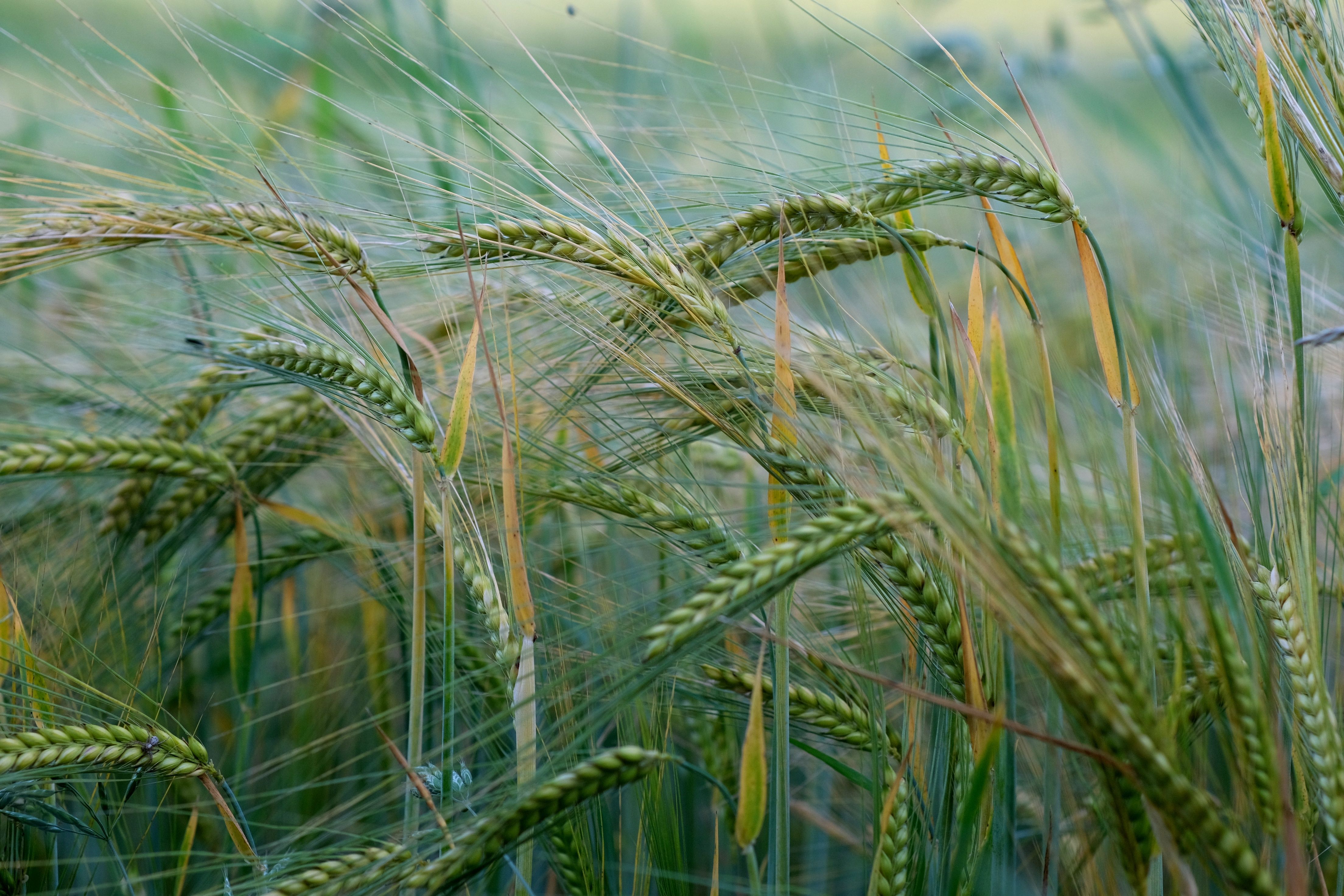 Background Texture Food Photos, Download The BEST Free Background ...