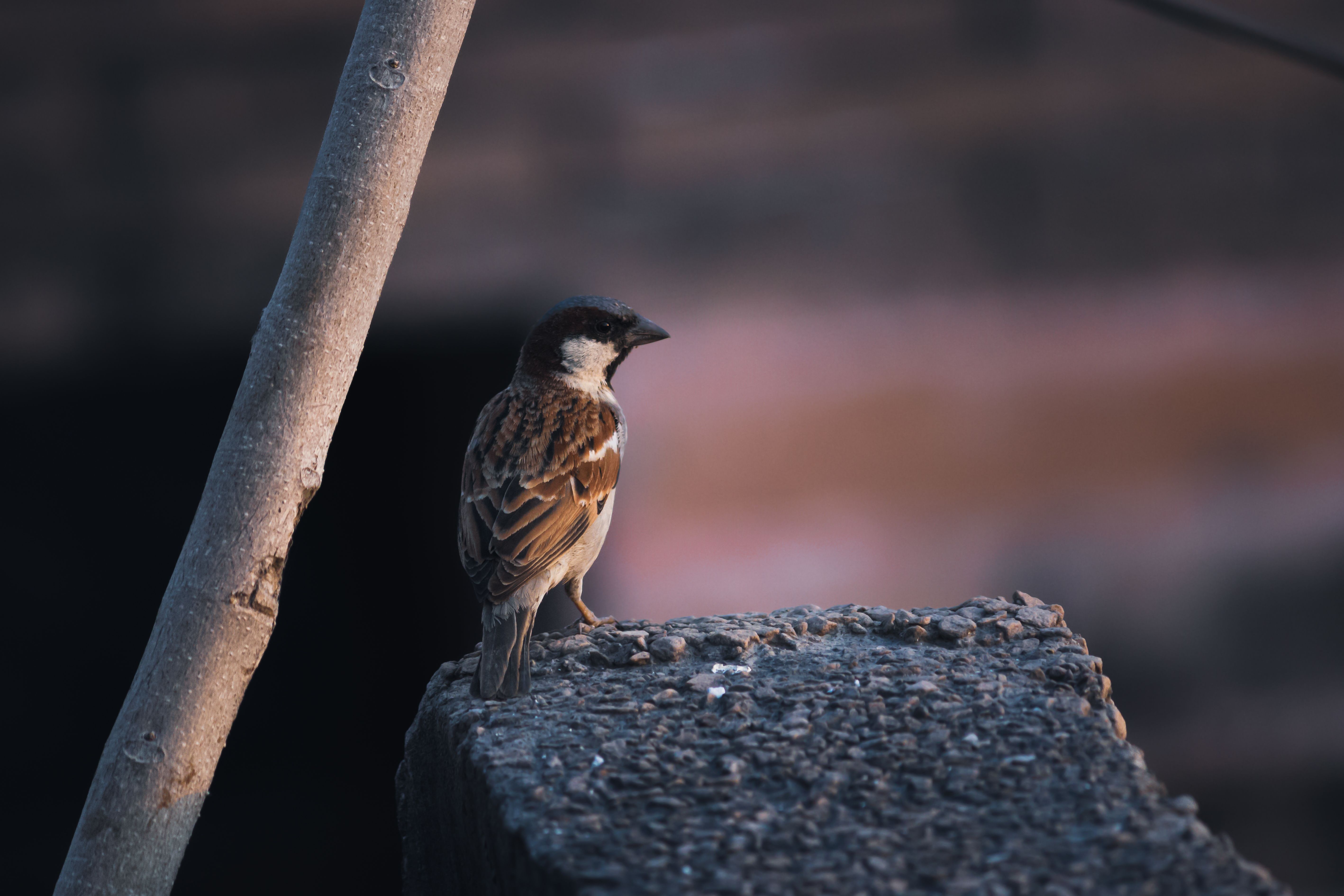 Sparrow on Concrete Perch at Sunset · Free Stock Photo