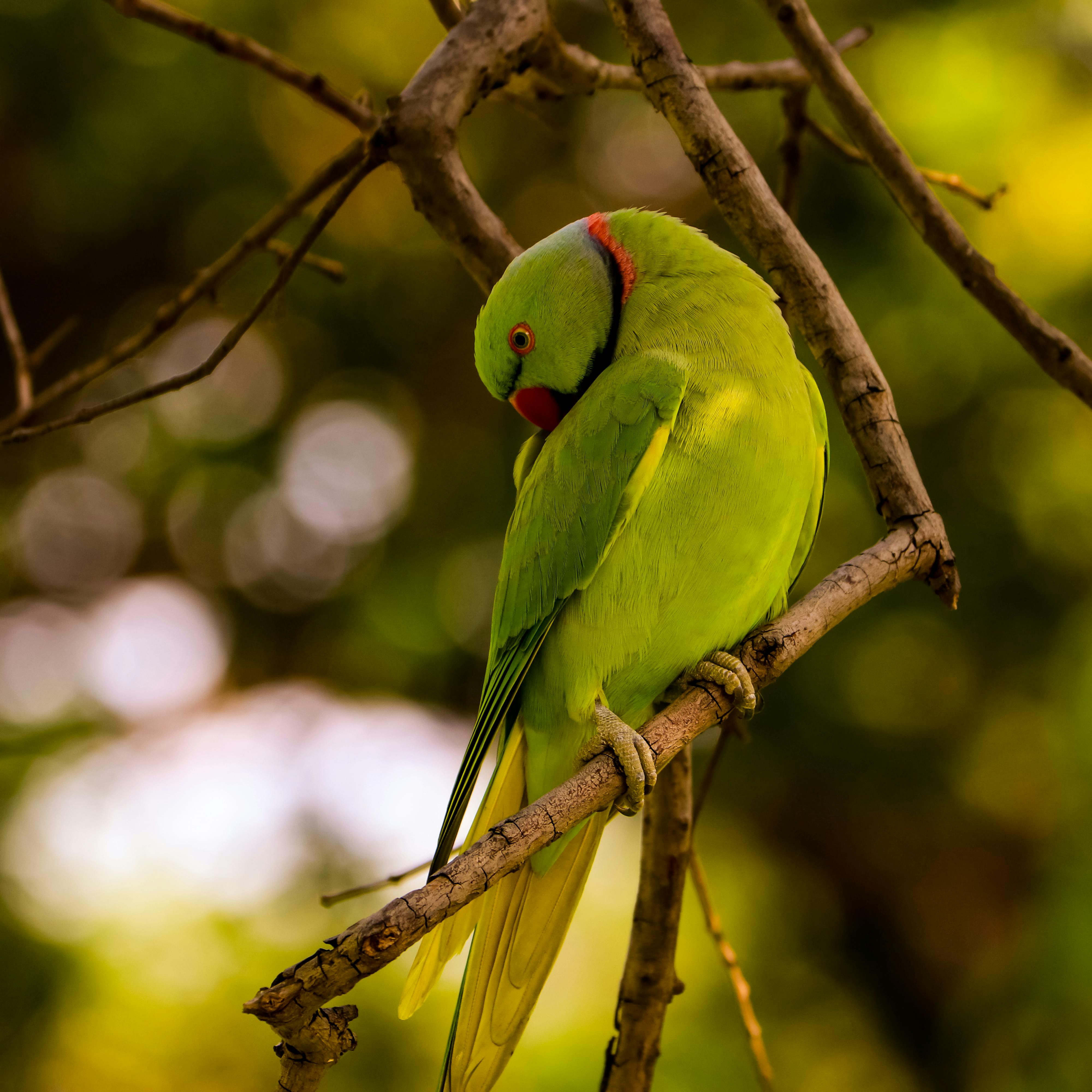 Parrot Complete Photos, Download The BEST Free Parrot Complete Stock ...