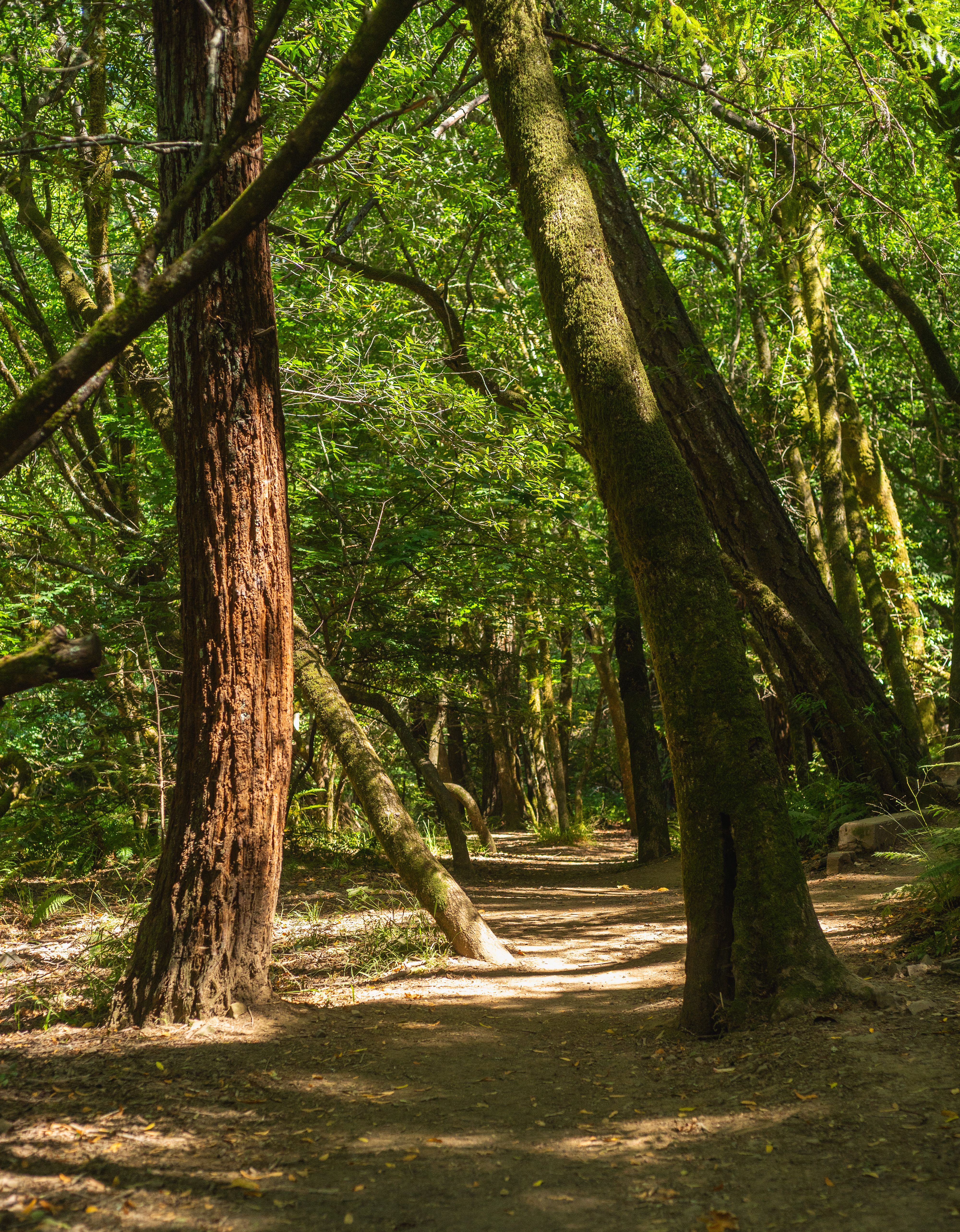 Serene Sunlit Forest Path Through Old Growth Trees · Free Stock Photo