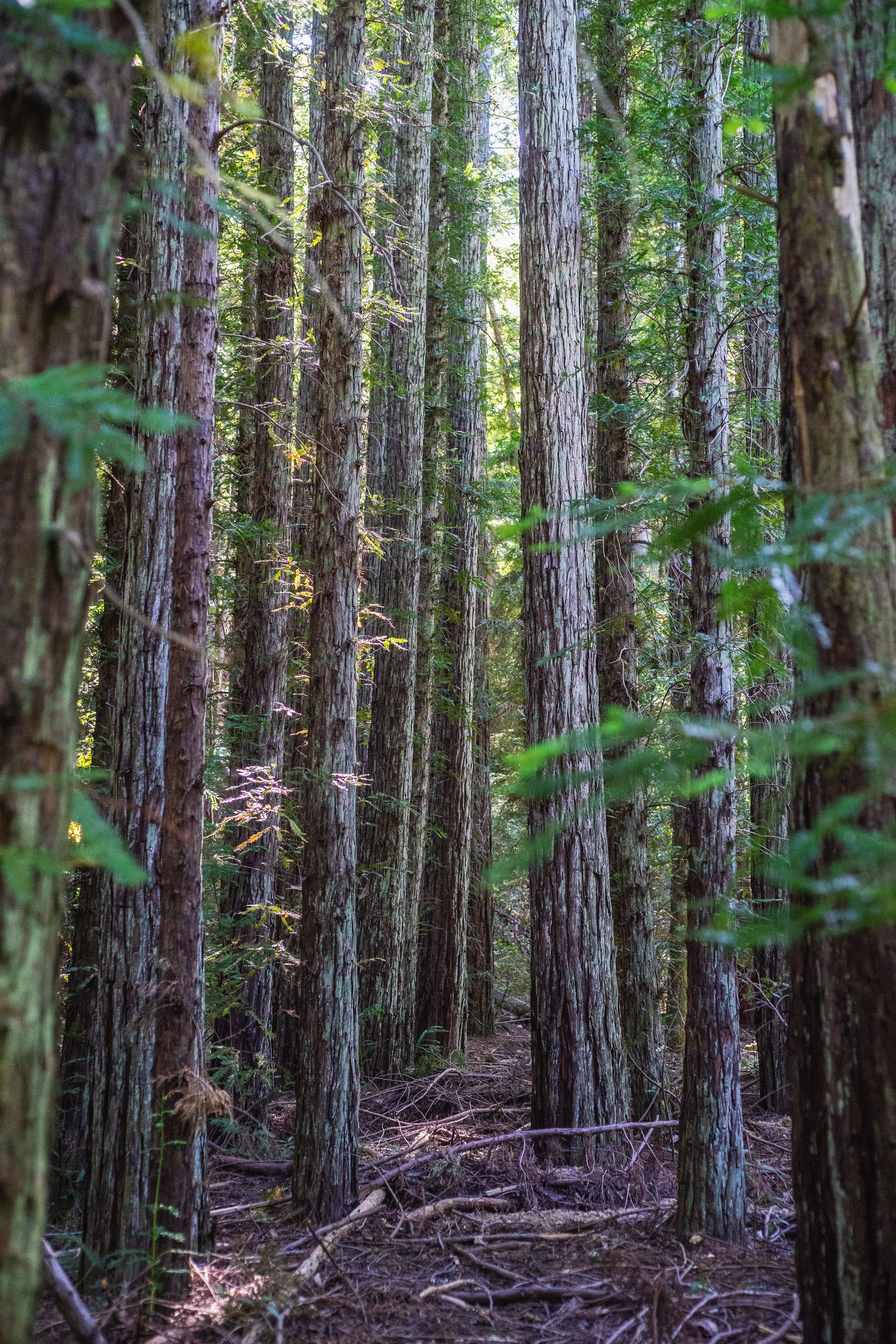 Serene Redwood Forest Path in Sunlit Glade · Free Stock Photo