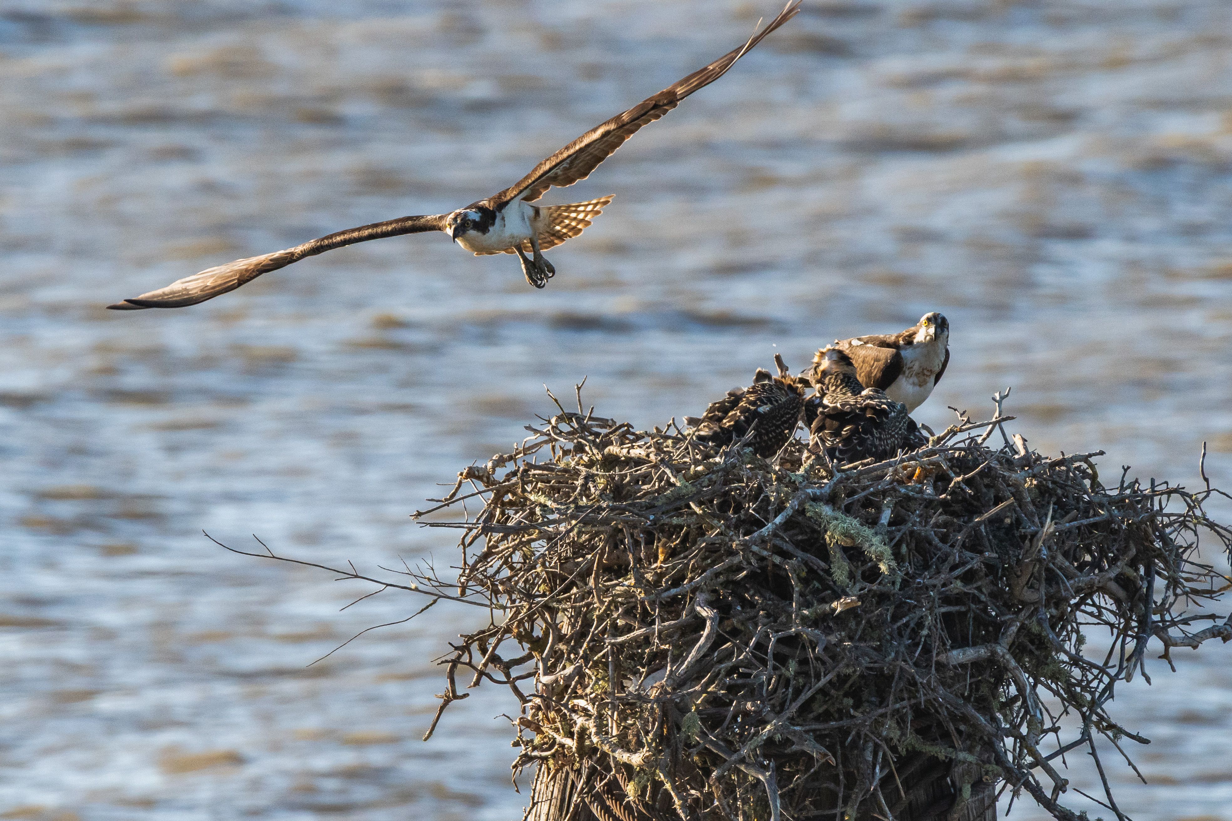 Osprey Family at Nest with Flying Parent · Free Stock Photo