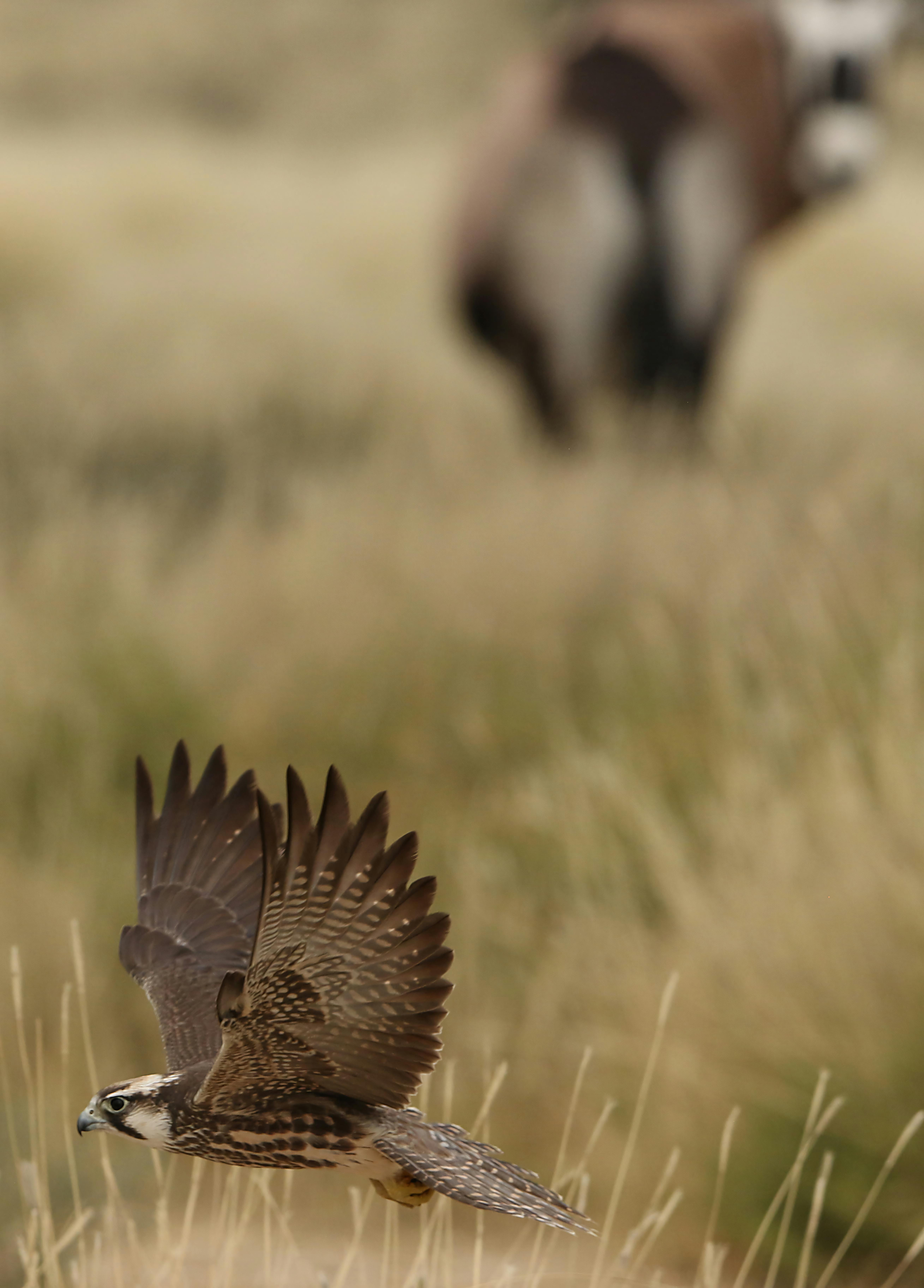 Lanner Falcon in Flight at Kgalagadi Transfrontier Park · Free Stock Photo