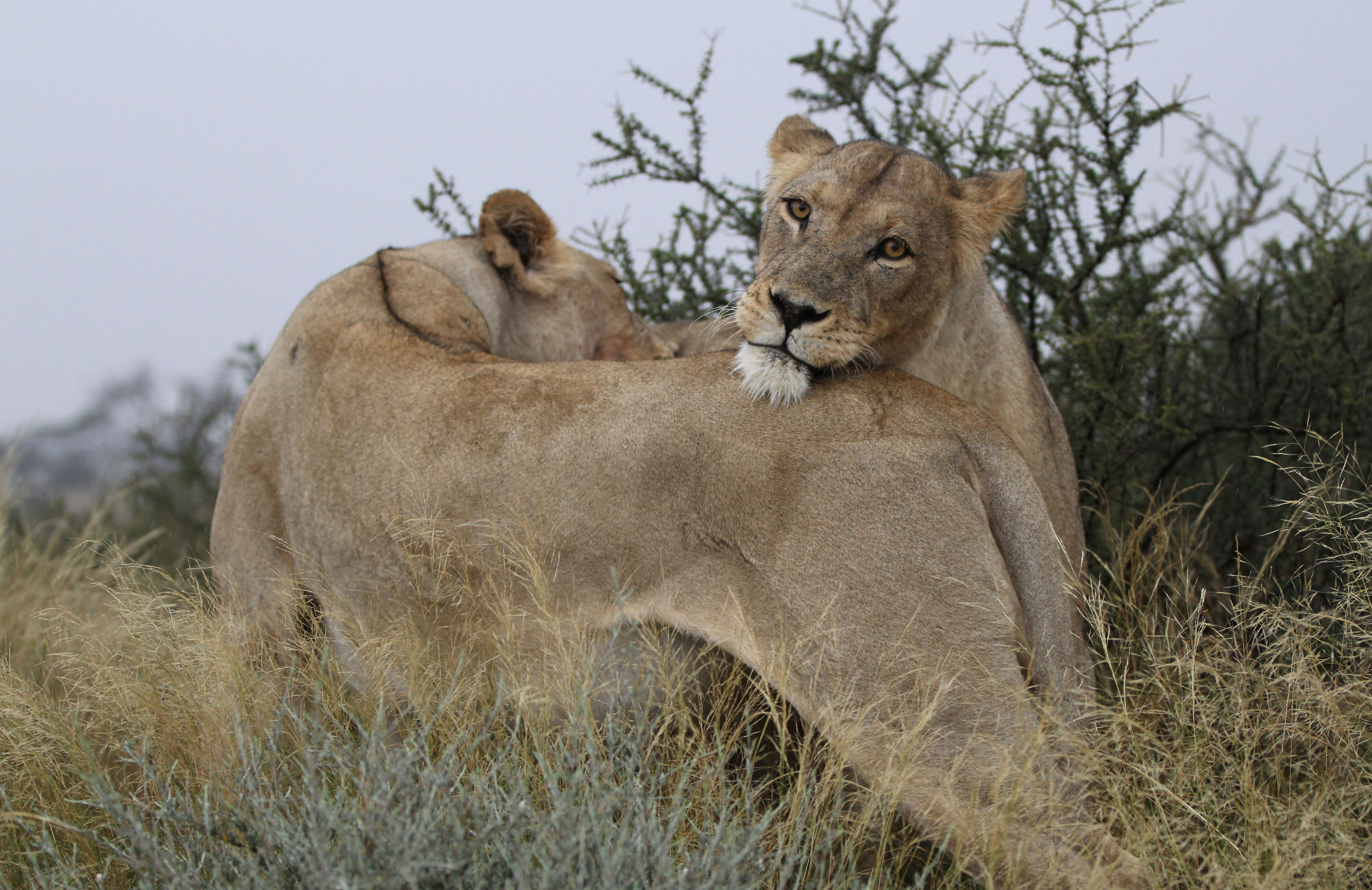 African Lions Resting in African Savannah · Free Stock Photo