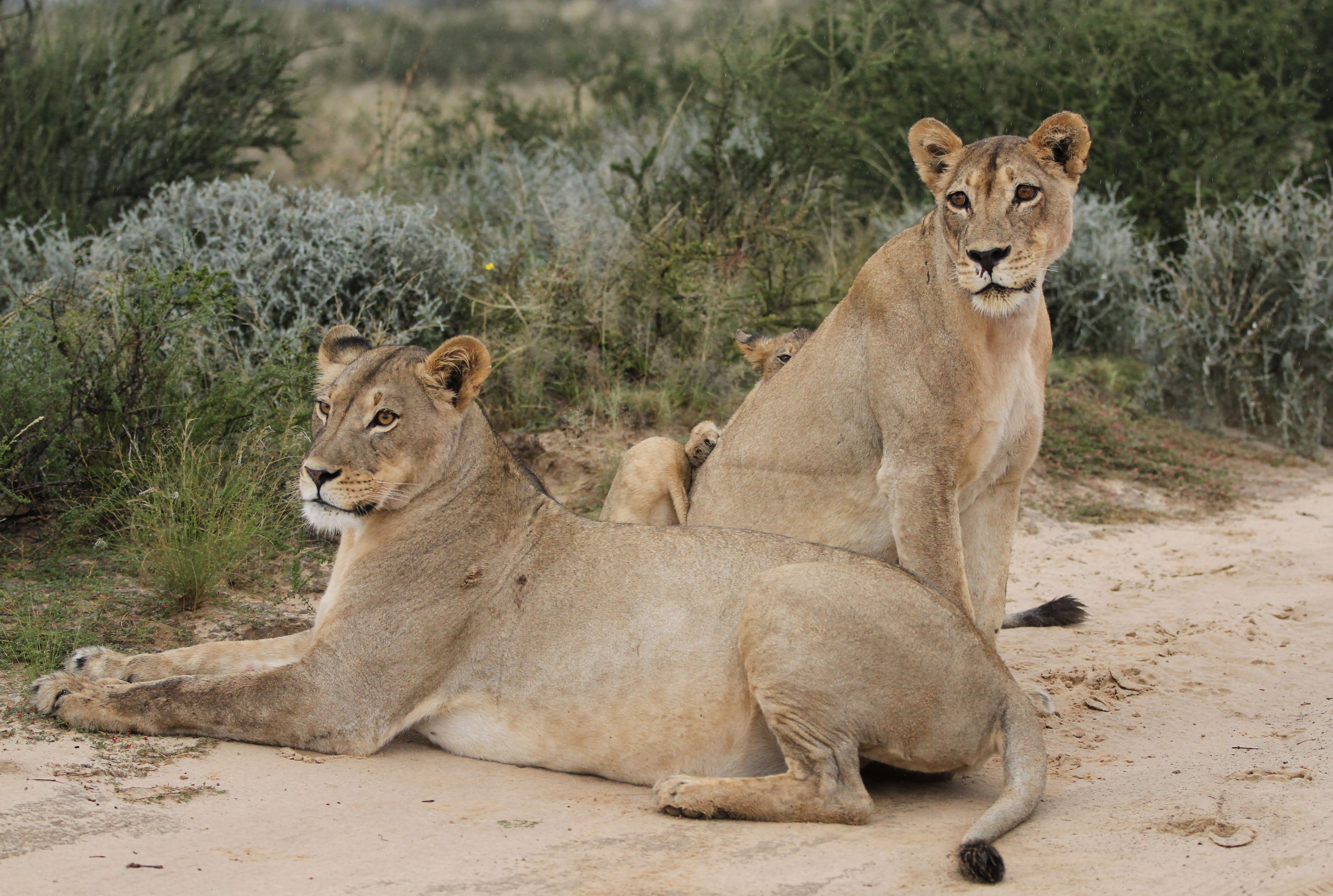 Leeuwen Rusten In Hun Natuurlijke Habitat In Afrika · Gratis stockfoto