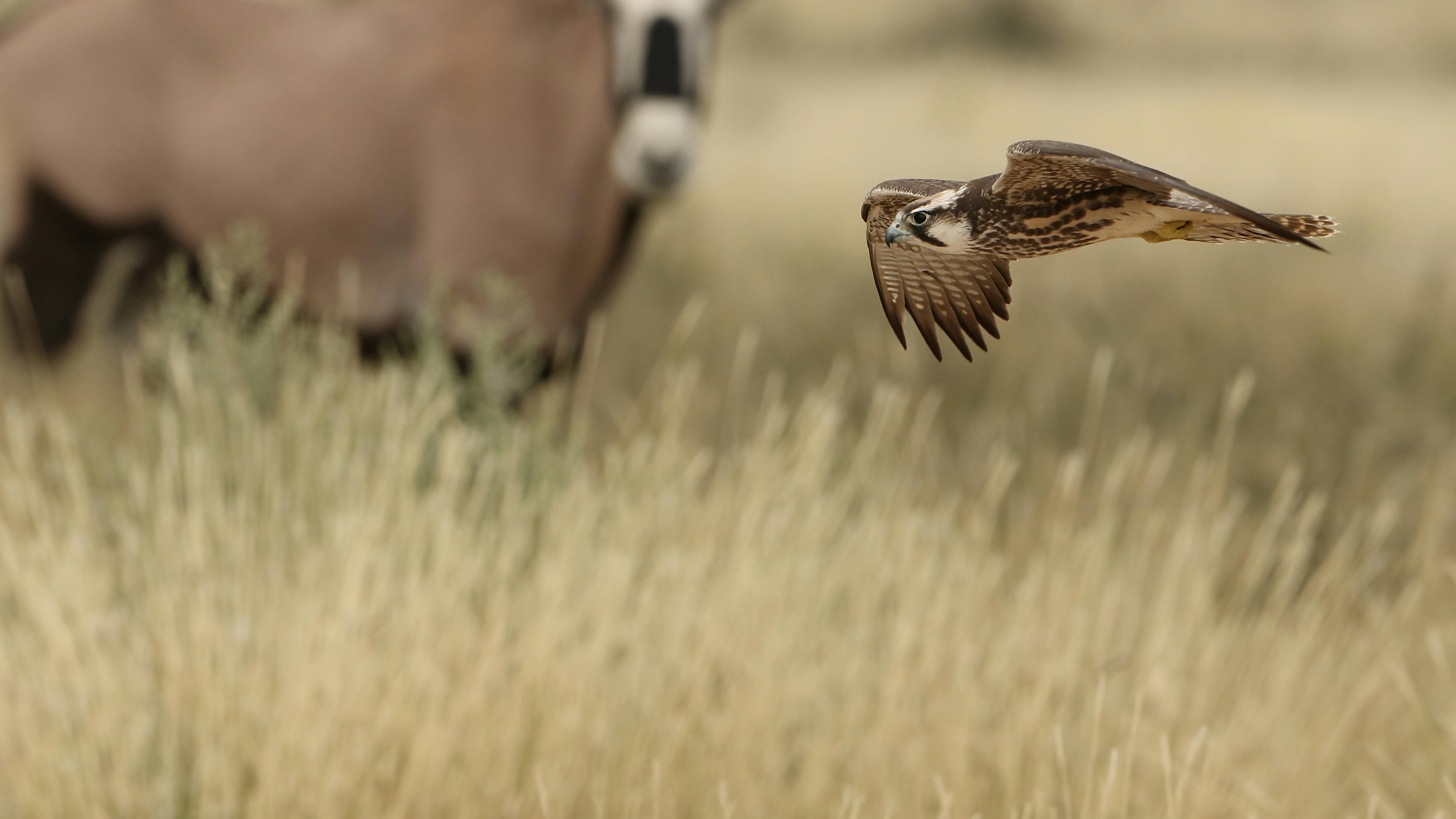 Lanner Falcon in Flight in Kgalagadi Park · Free Stock Photo