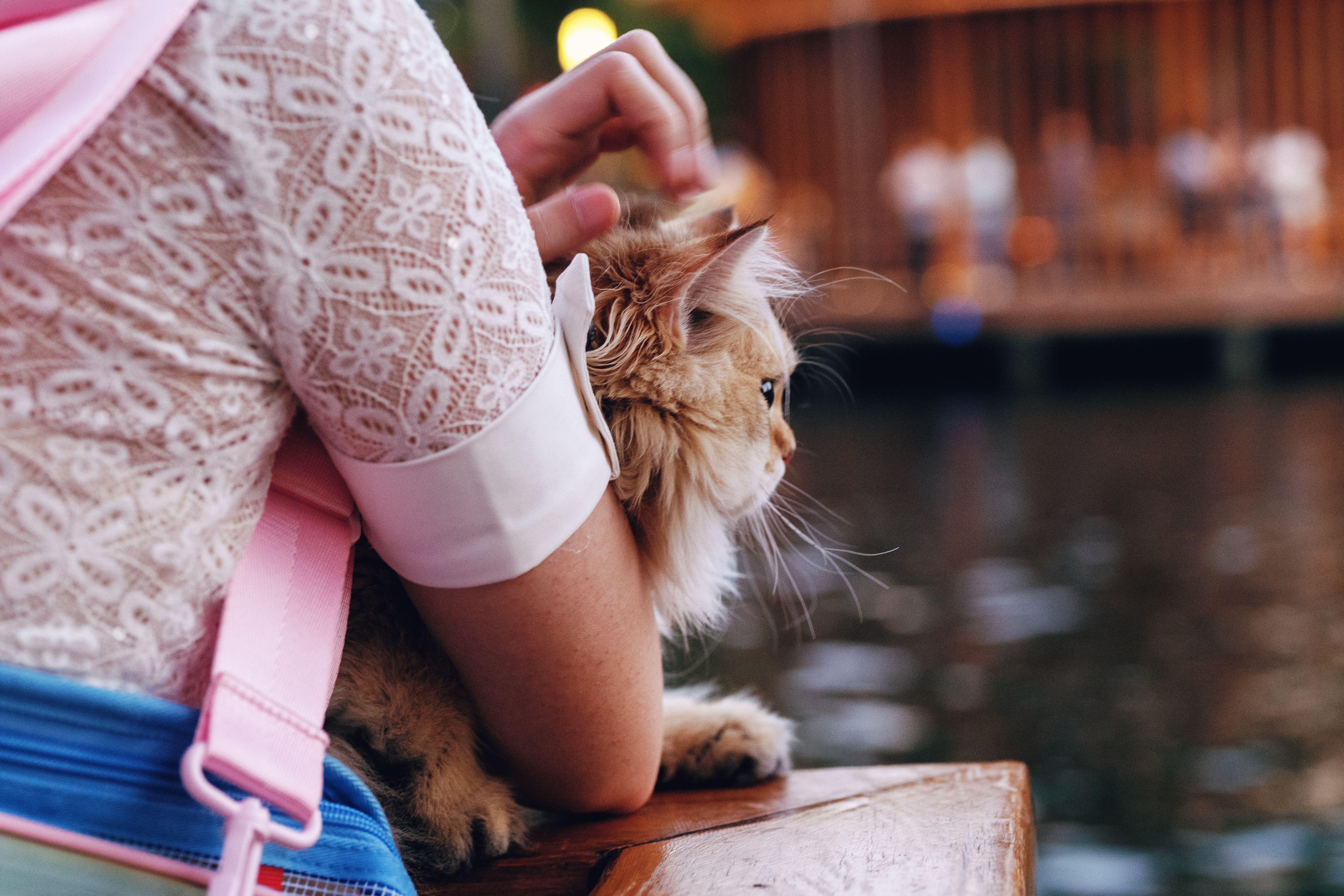 Woman Cuddling Cat by Tranquil Waterfront · Free Stock Photo