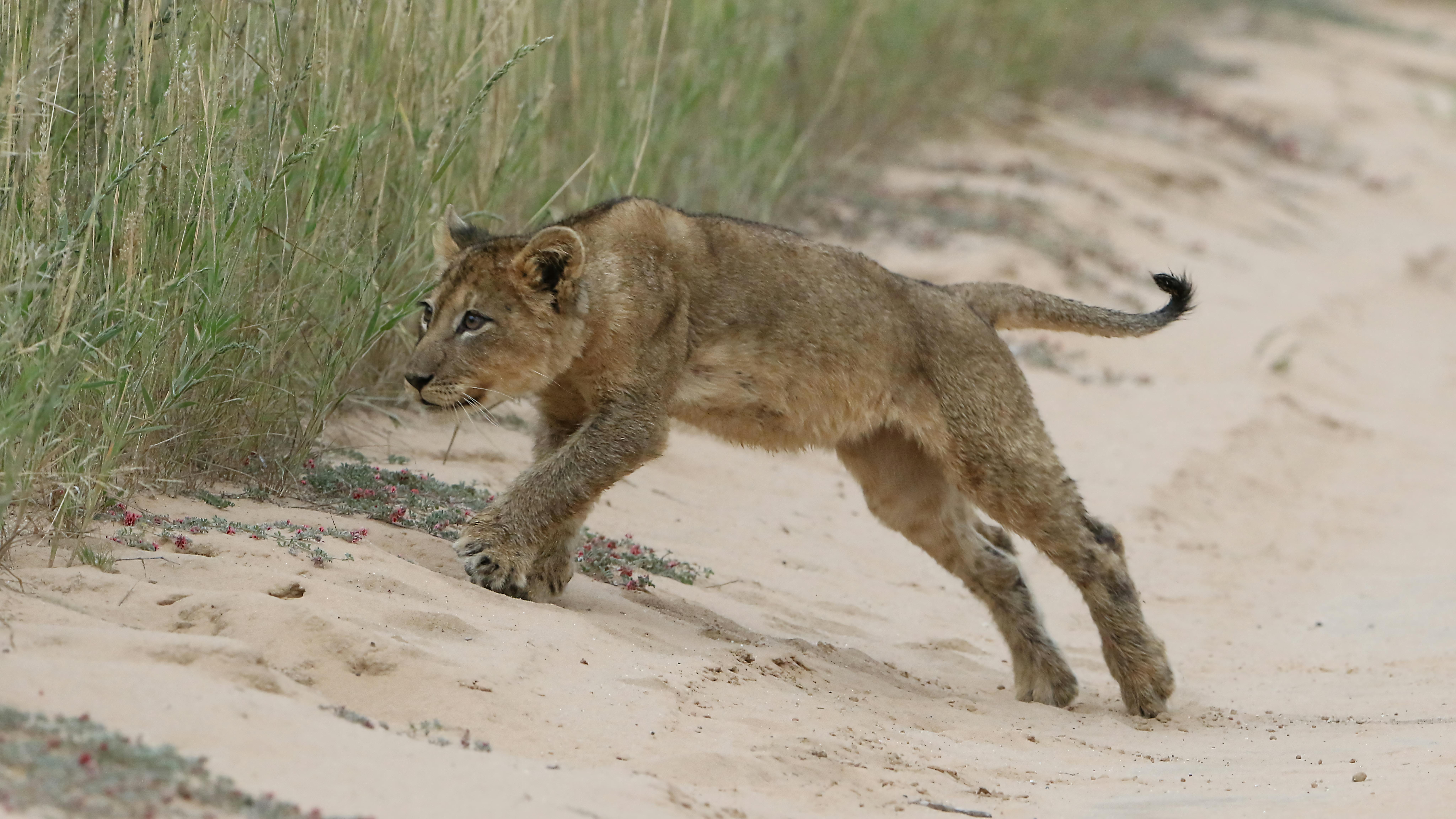 Lion Exploration Photos, Download The BEST Free Lion Exploration Stock ...