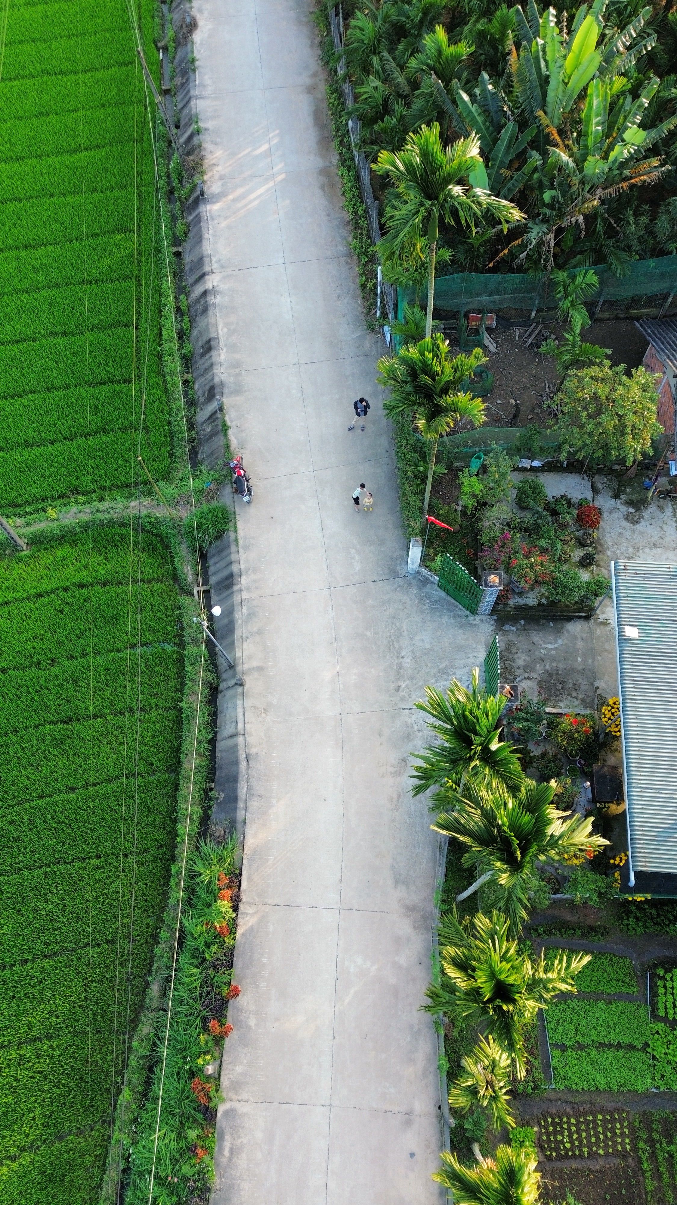 Aerial Rural Pathway with Lush Green Fields · Free Stock Photo
