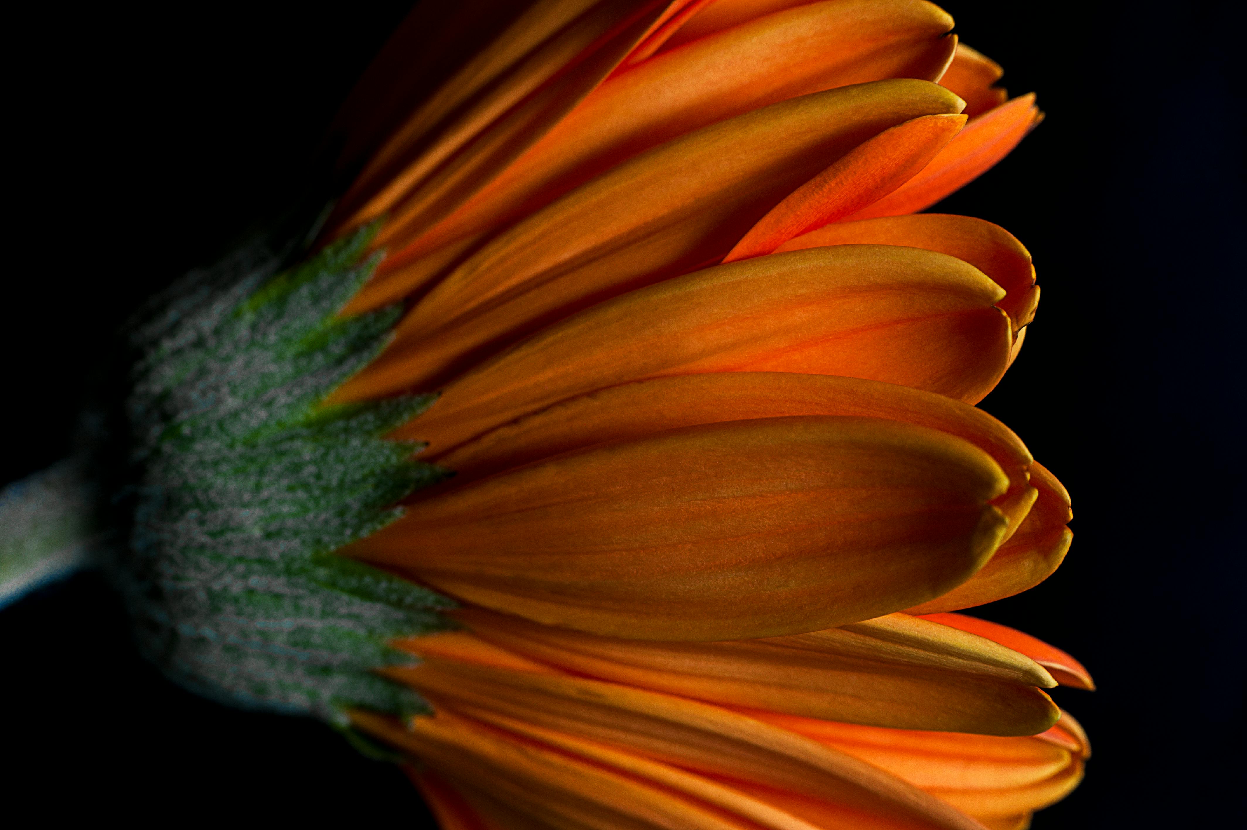Primer Plano De Una Margarita Gerbera De Color Naranja Vibrante · Foto ...
