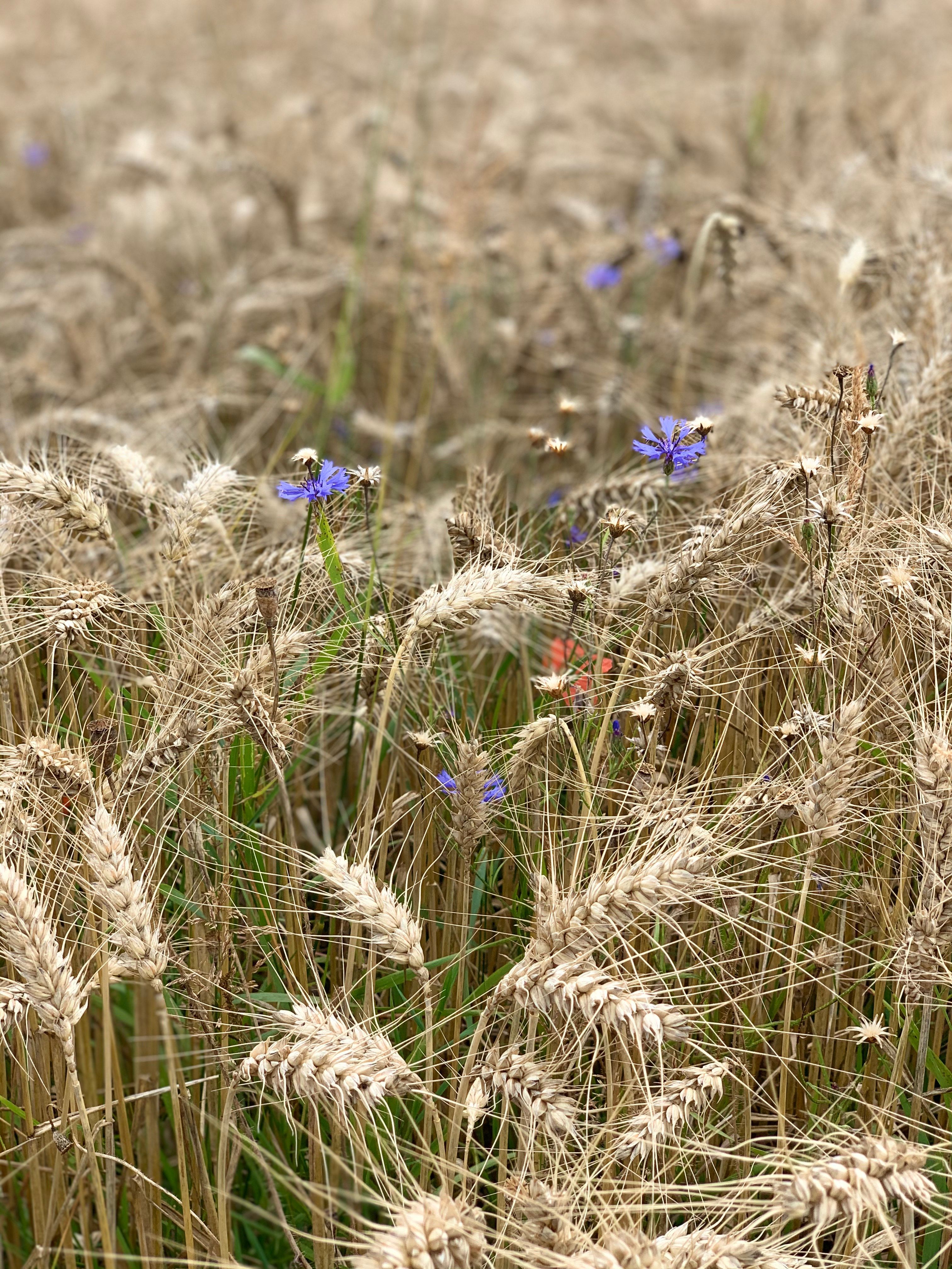 Wheat Field Shocks Photos, Download The BEST Free Wheat Field Shocks ...