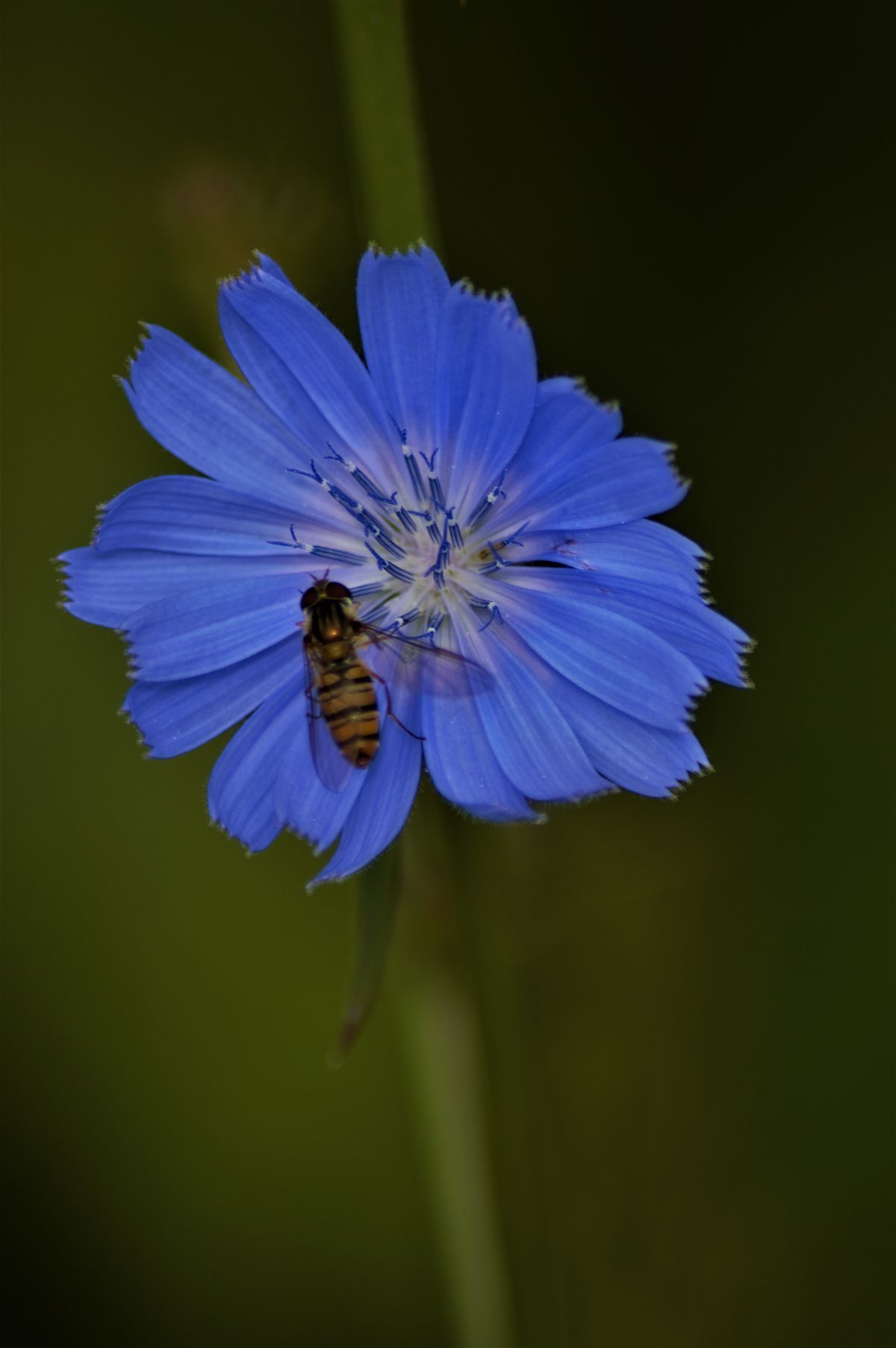 Chicory Photos, Download The BEST Free Chicory Stock Photos & HD Images