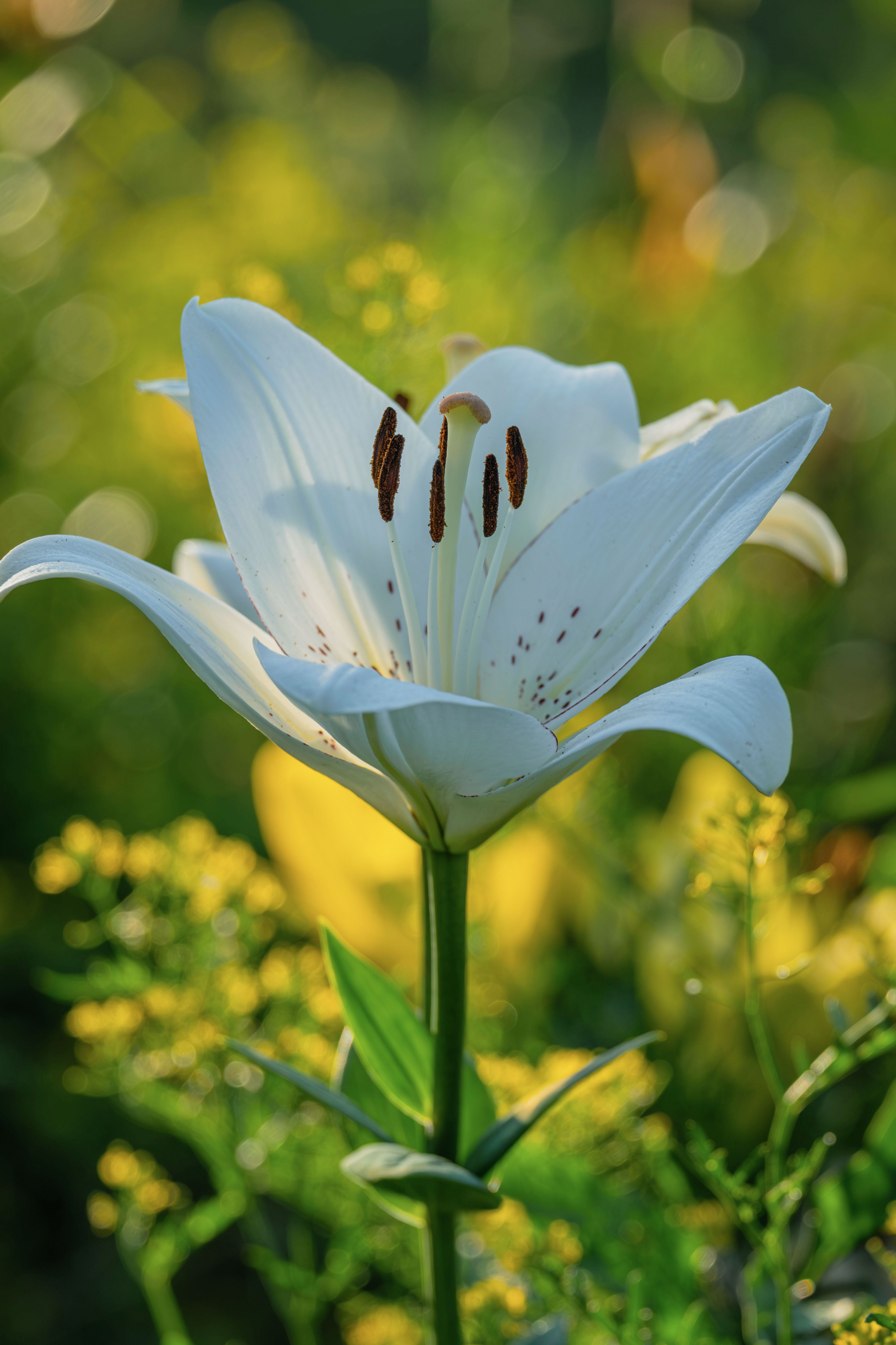 Download Wallpaper Flower Lily