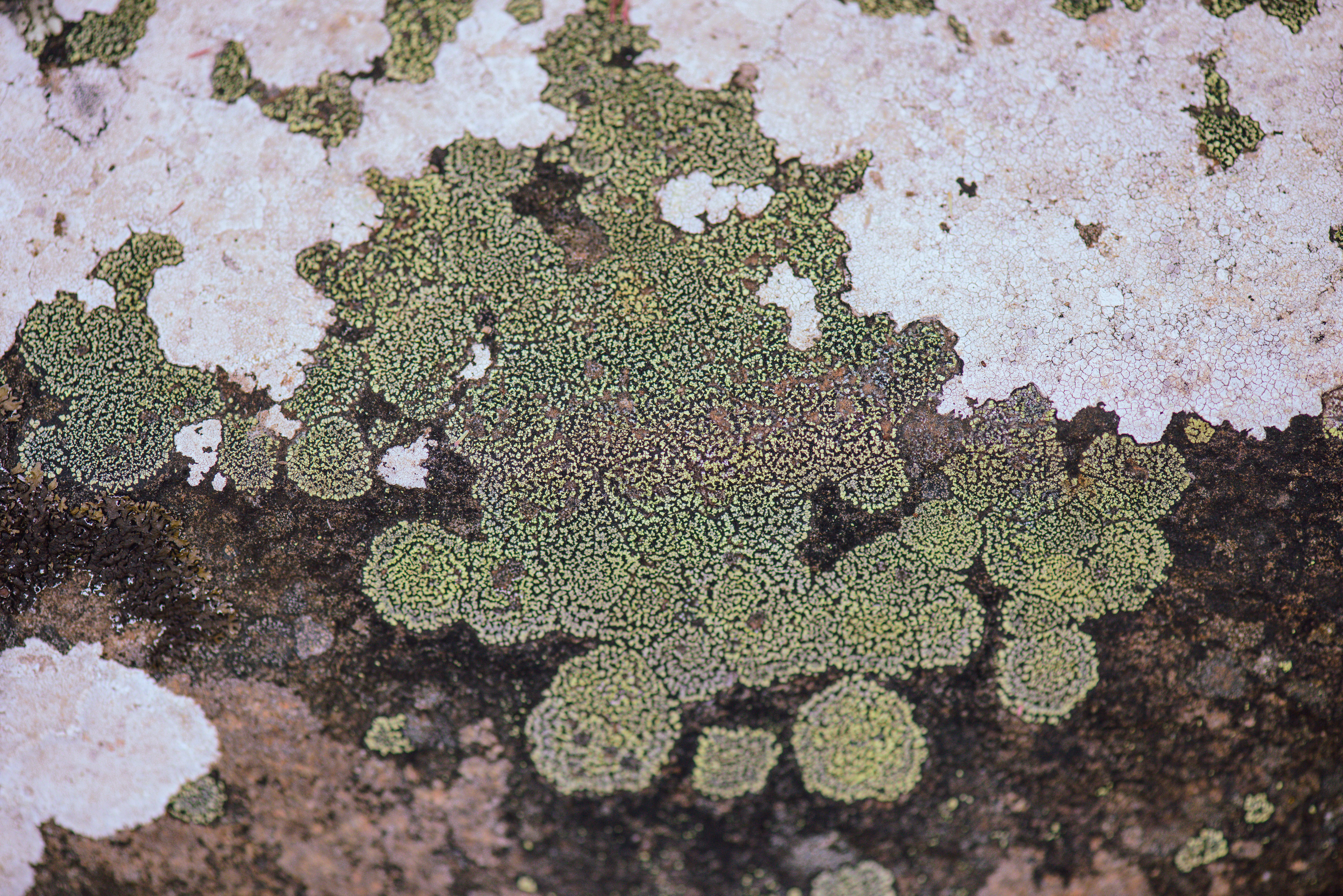 Lichen Growth on Rock Surface in Tasmania · Free Stock Photo