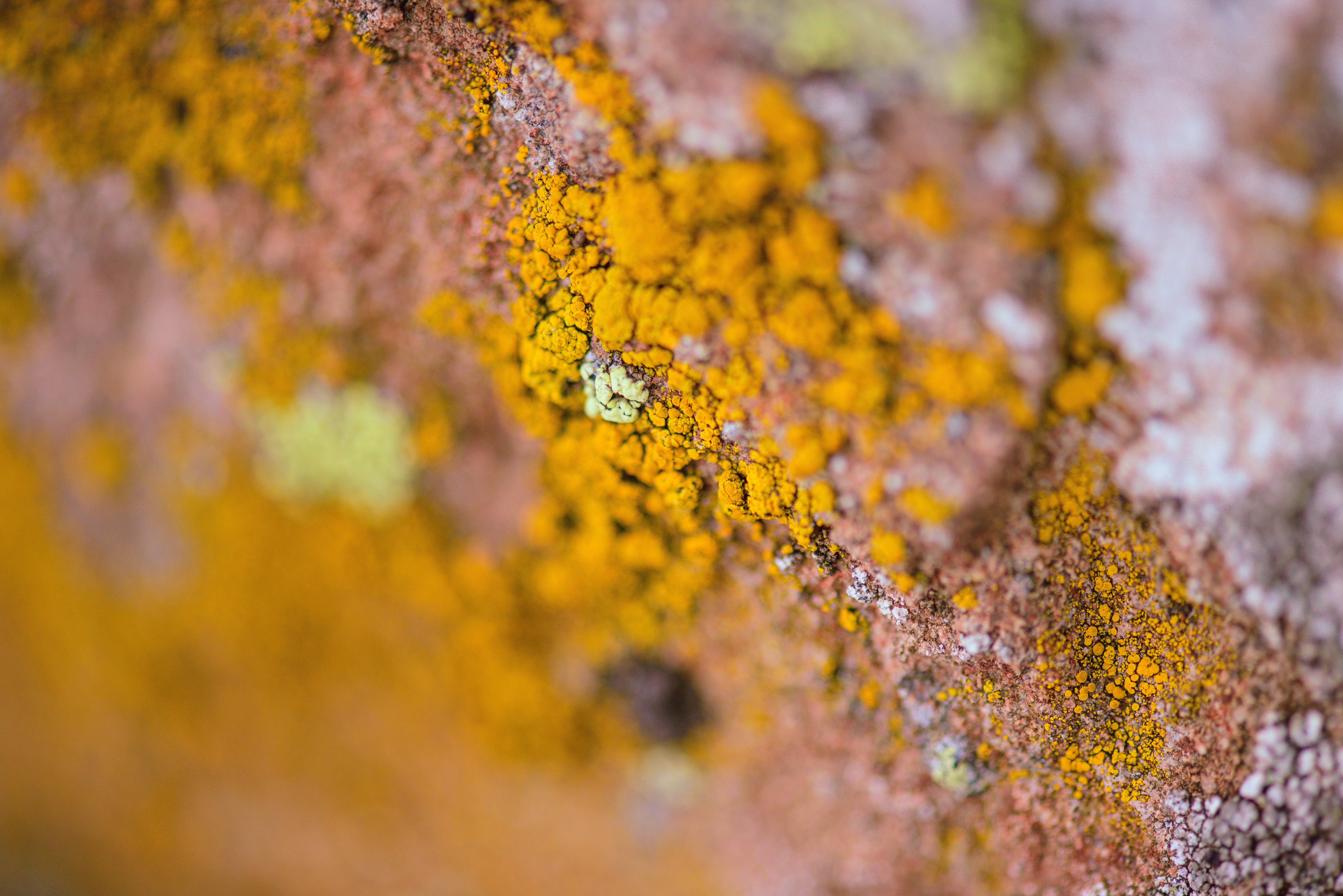 Close-Up of Vibrant Yellow Lichen on Stone Surface · Free Stock Photo
