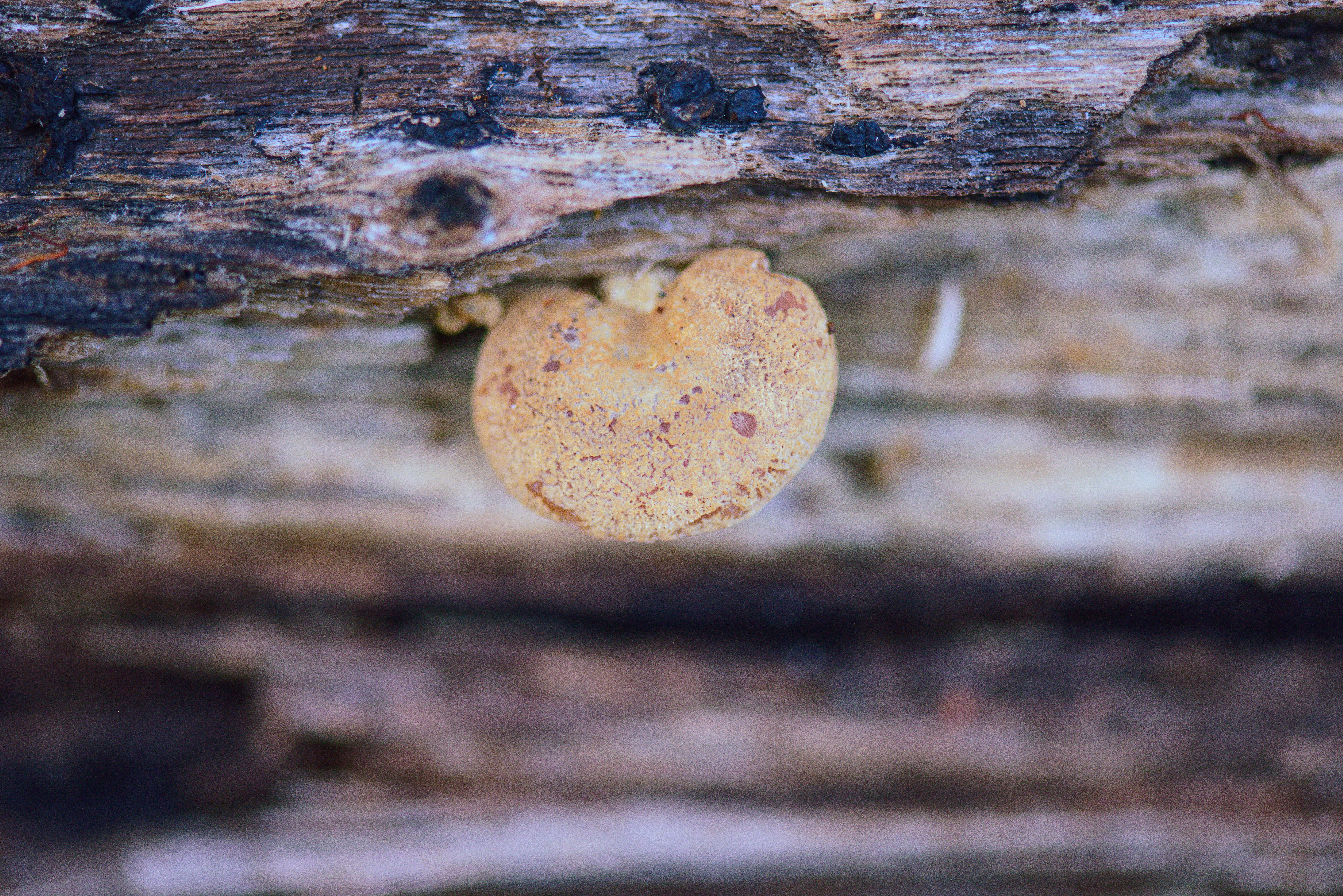 Close-up of Brown Fungus on Weathered Wood · Free Stock Photo