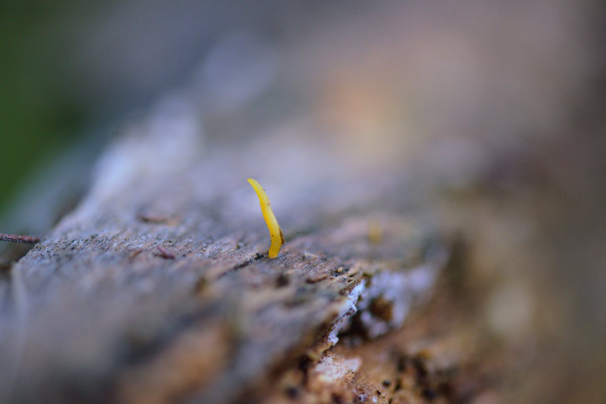 Yellow Color Photos, Download The BEST Free Yellow Color Stock Photos ...