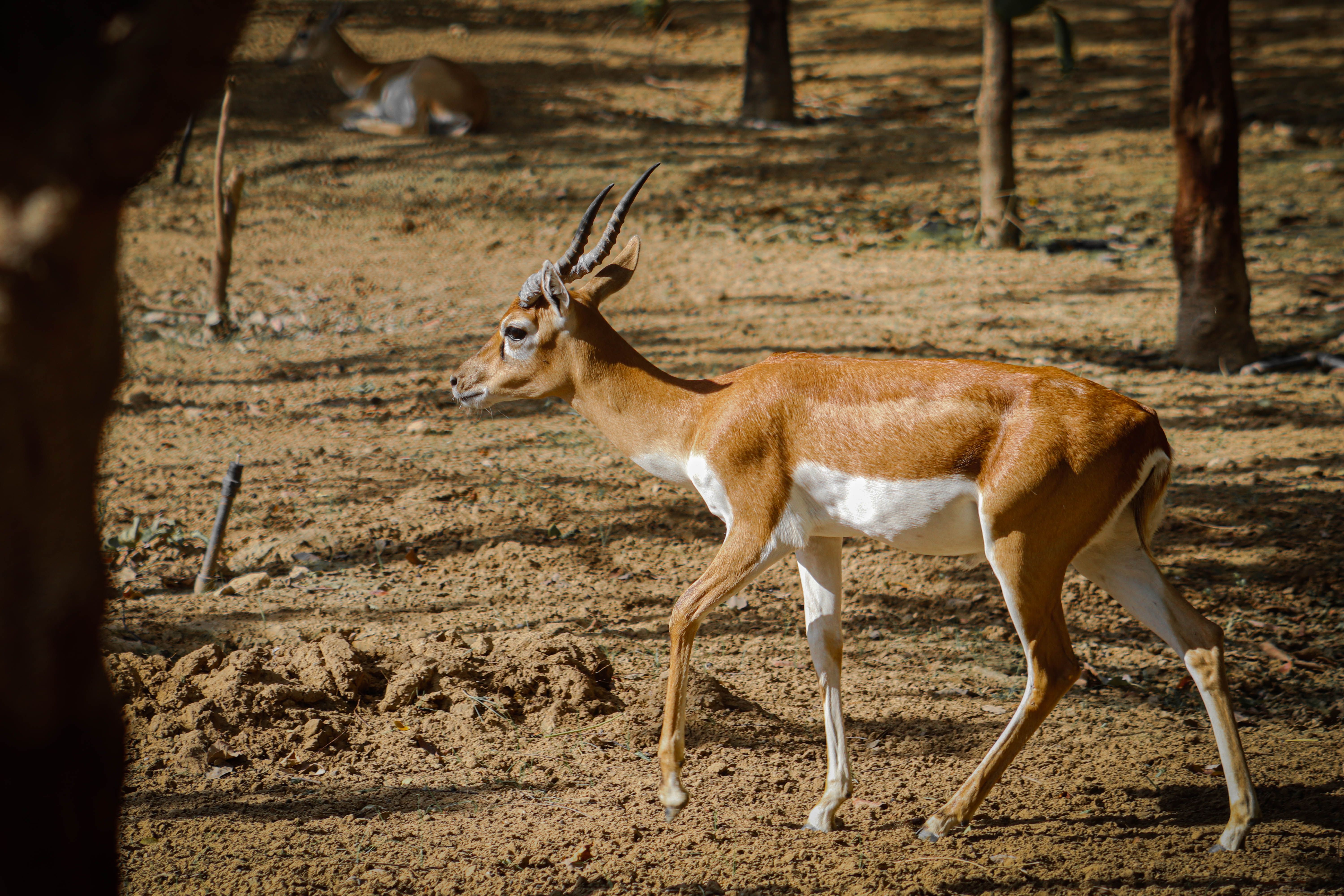 Blackbuck Antelope in Natural Habitat Outdoors · Free Stock Photo