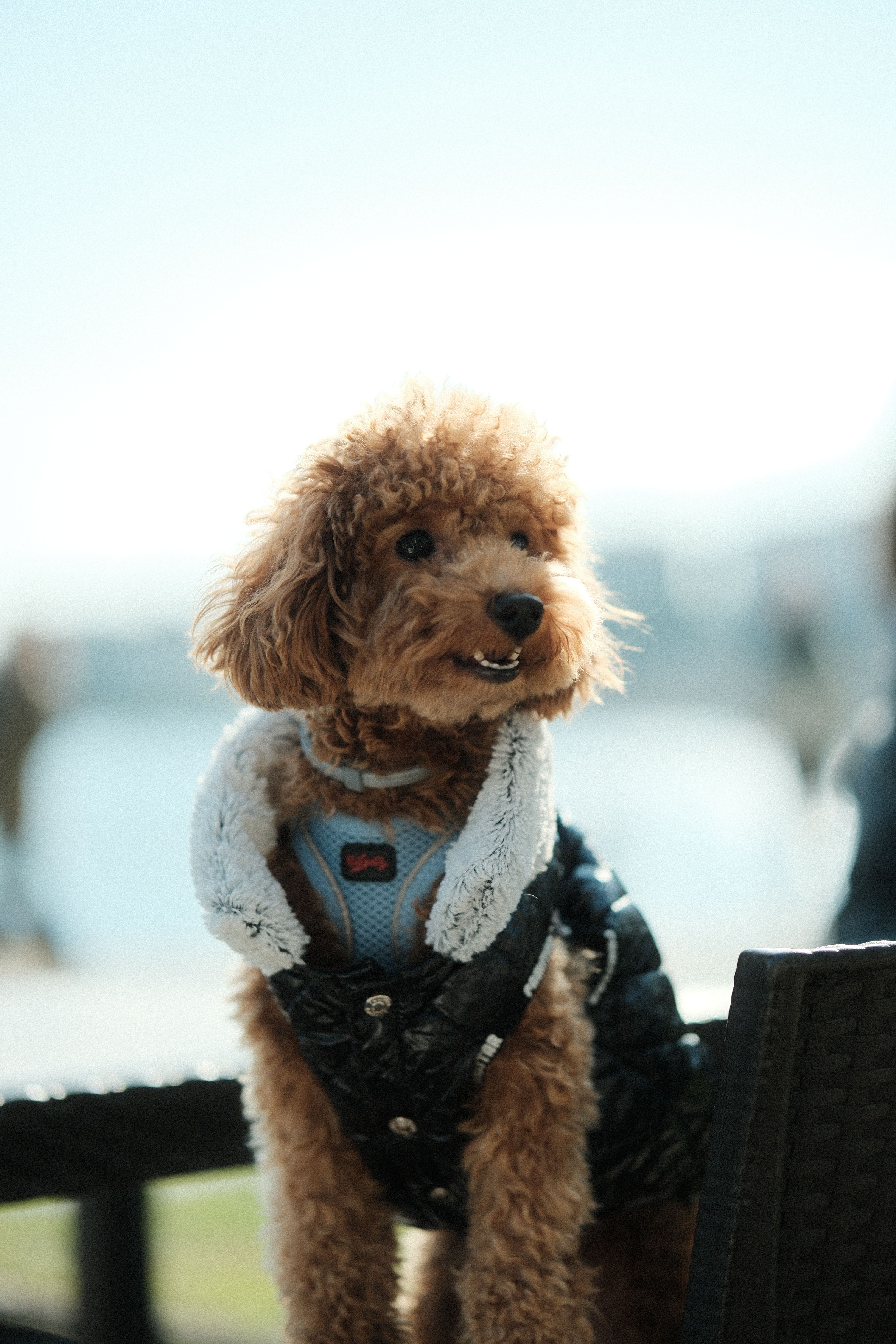 1.000+ Pudel Kvede Bilder und Fotos · Kostenlos Downloaden · Pexels ...