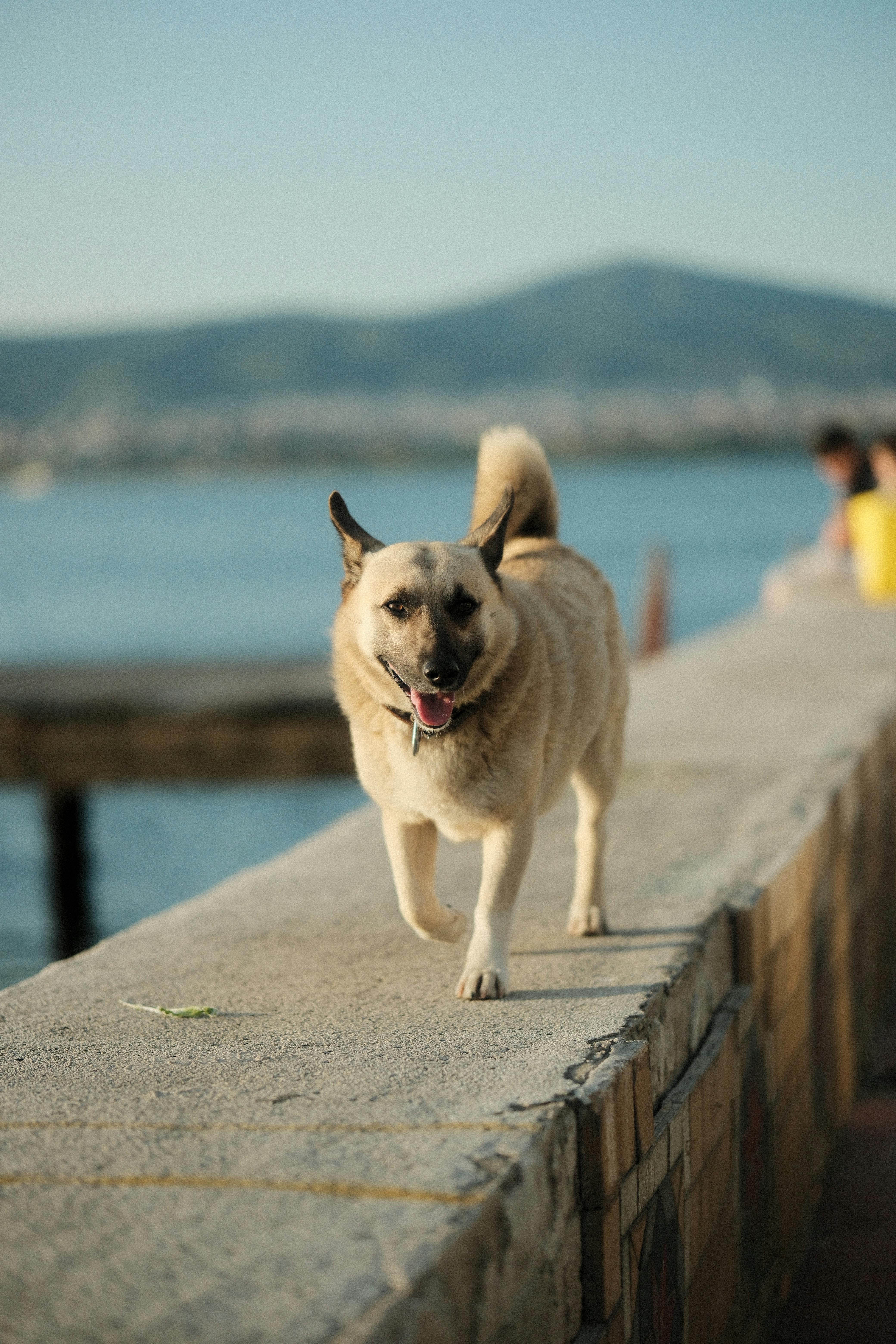 Happy Dog Walking on Seaside Promenade in Degirmendere · Free Stock Photo