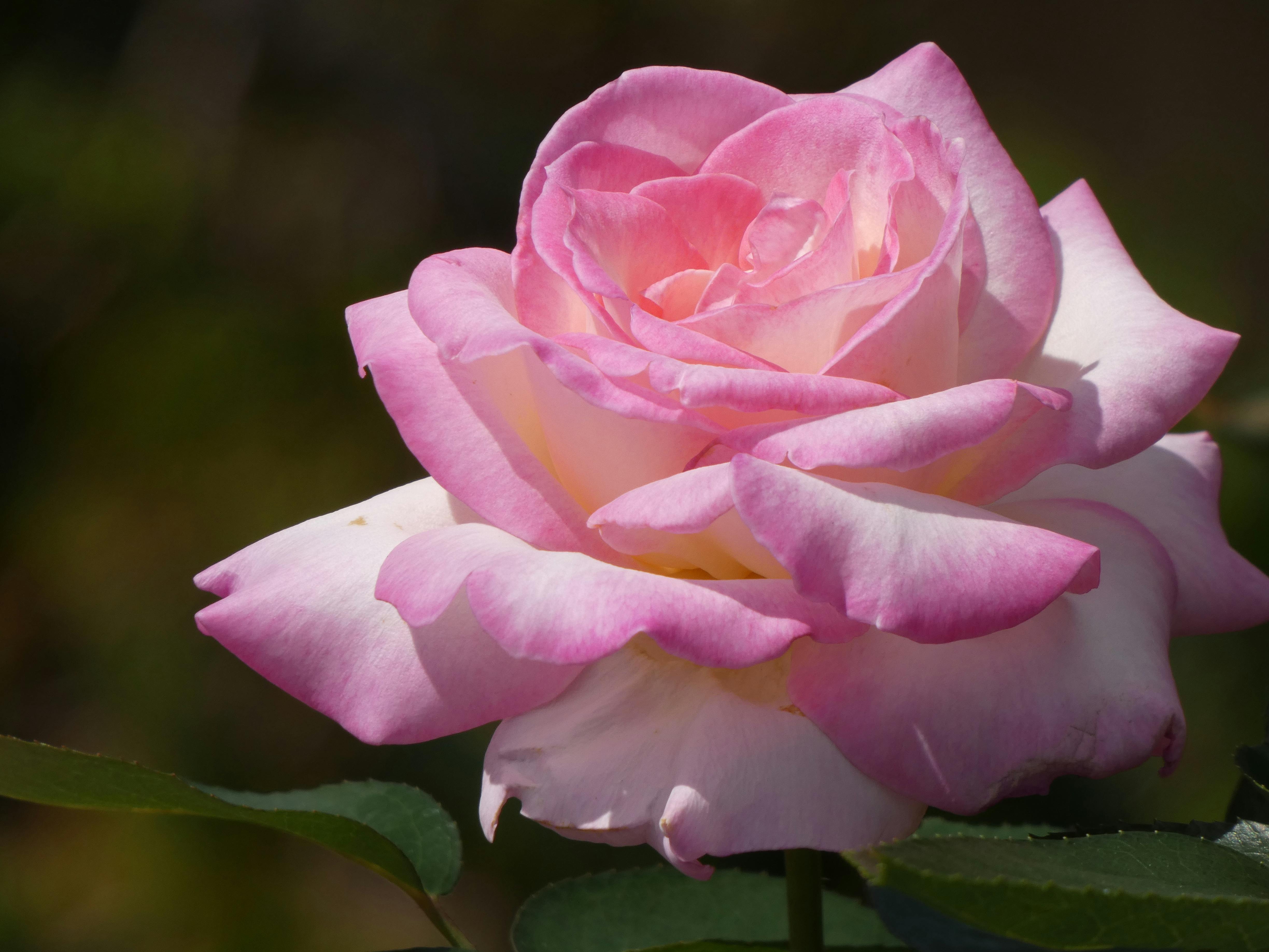 100.000+ Scroller+girls+small+size+hd Bilder und Fotos · Kostenlos ...