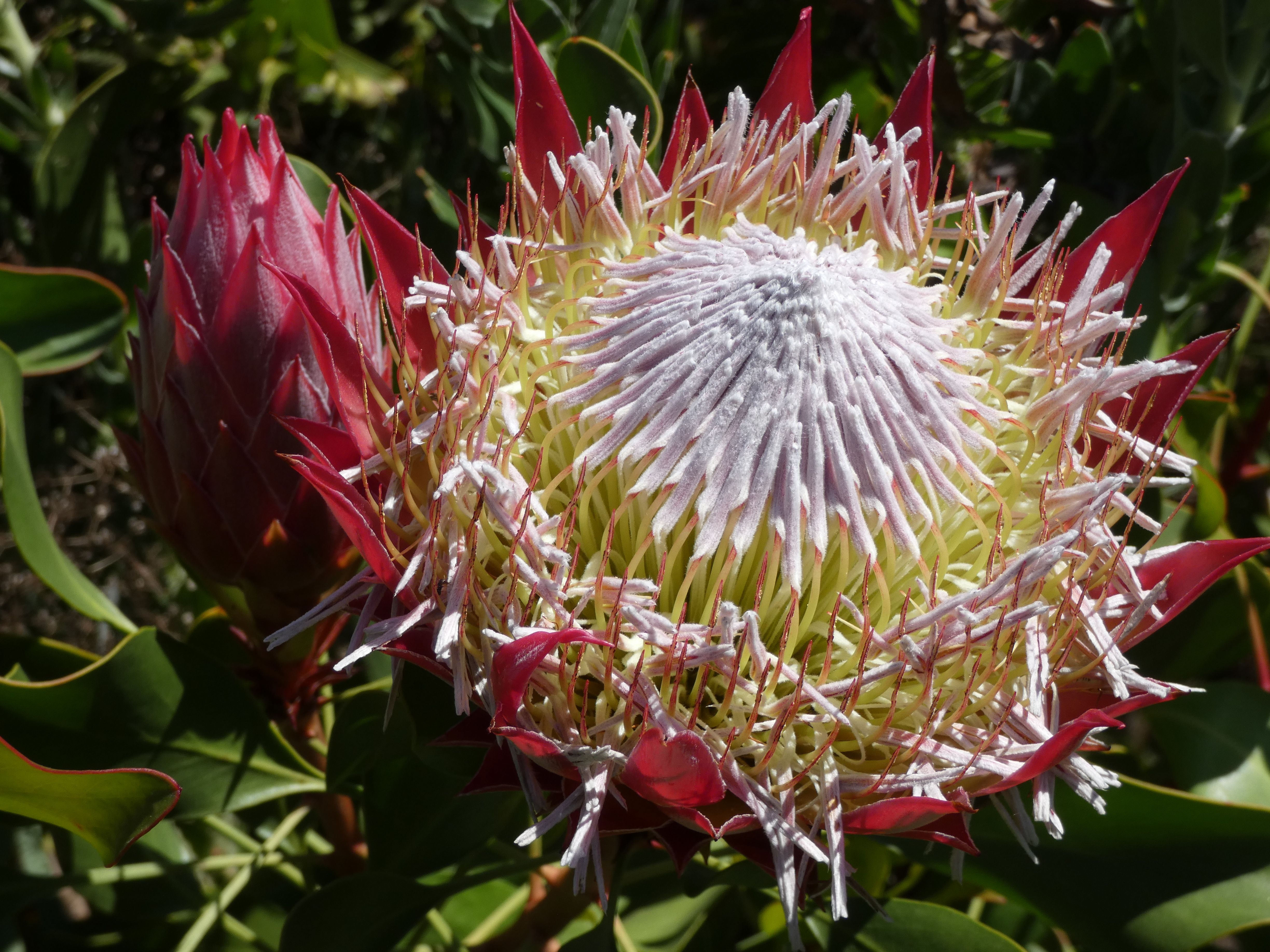 Protea Wallpaper Photos, Download The BEST Free Protea Wallpaper Stock ...