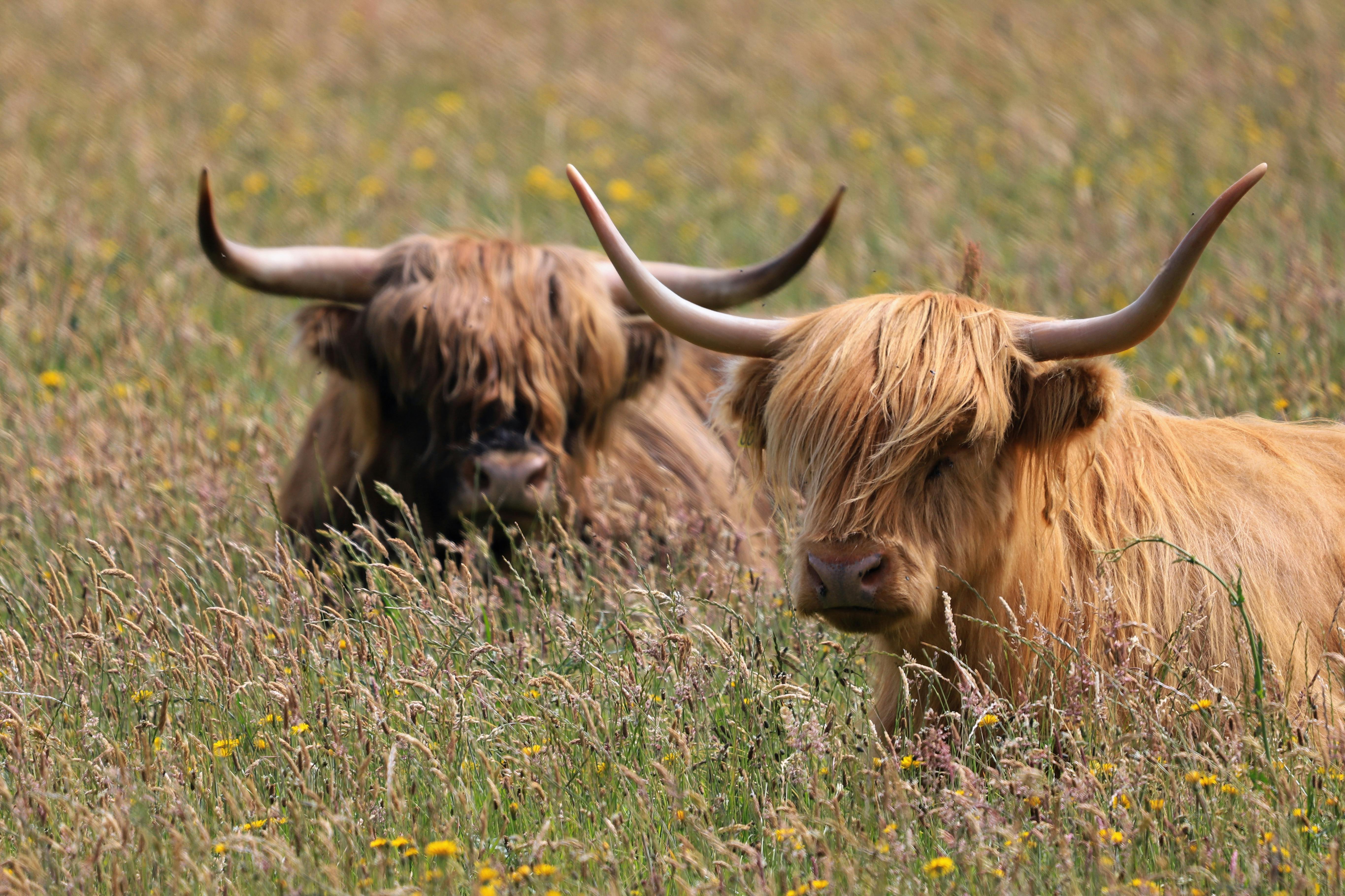 Two Highland Cattle Grazing in a Danish Meadow · Free Stock Photo