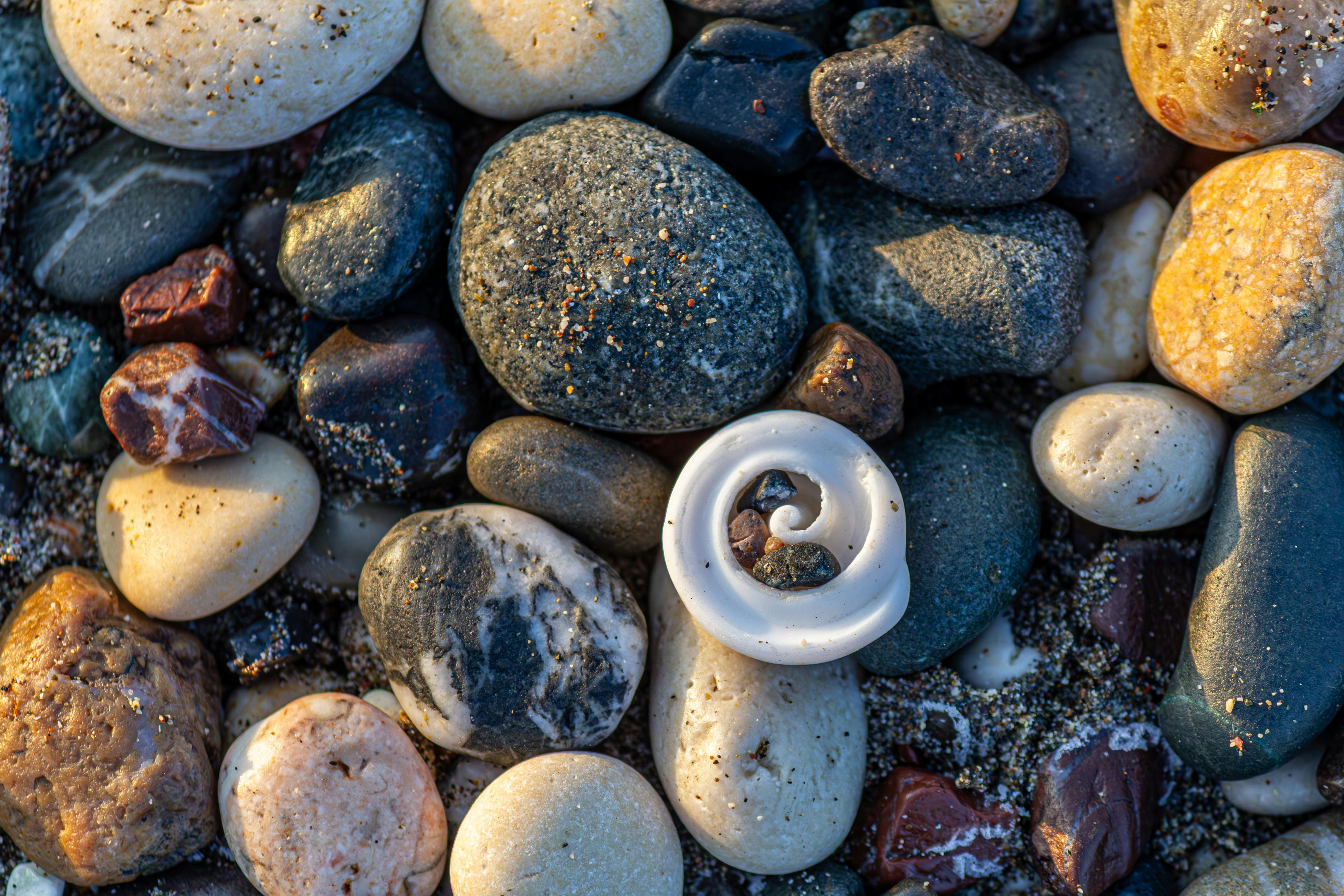 Sea Shell Photos, Download The BEST Free Sea Shell Stock Photos & HD Images