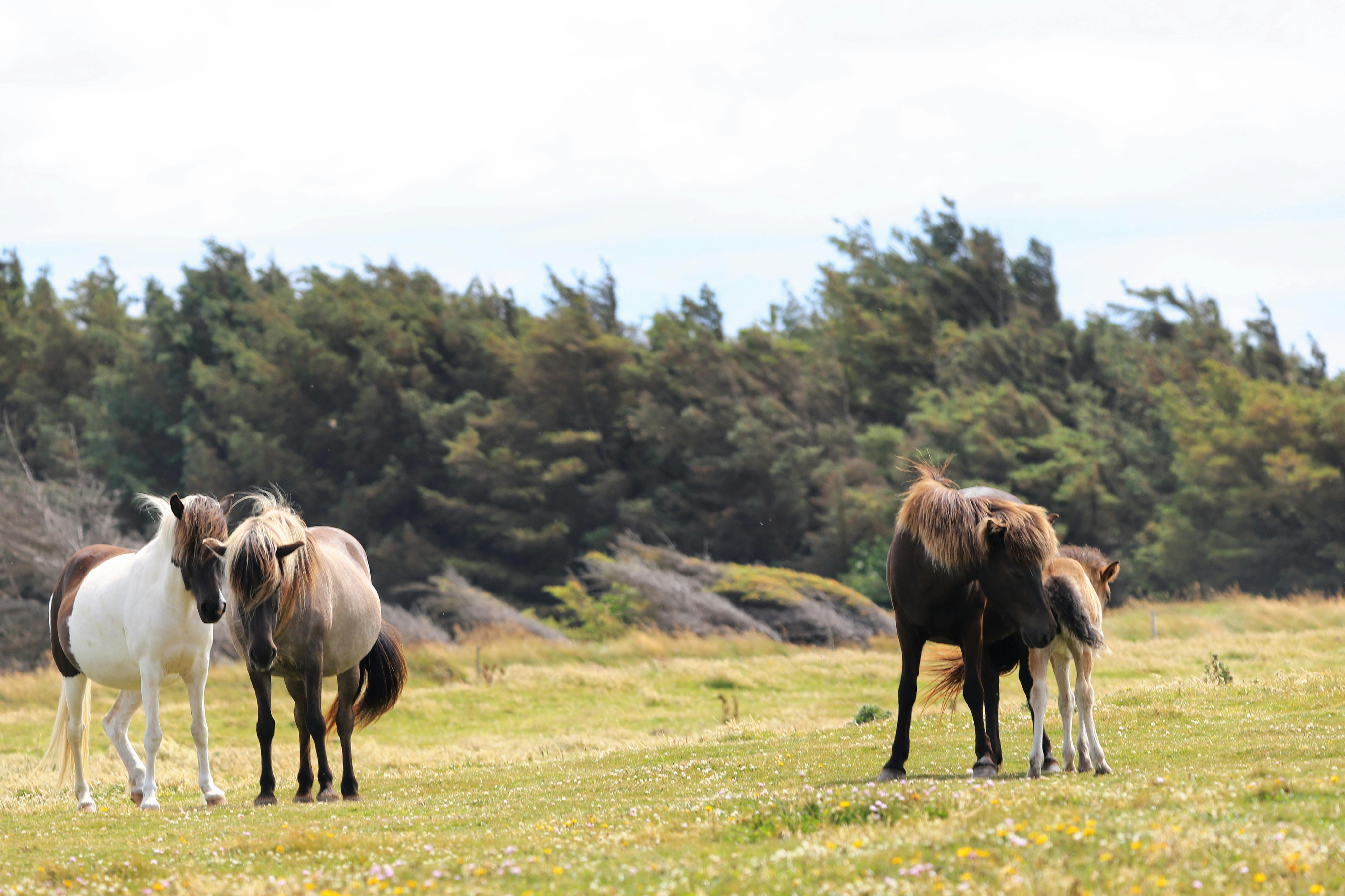 Foal Diarrhea Photos, Download The BEST Free Foal Diarrhea Stock Photos ...