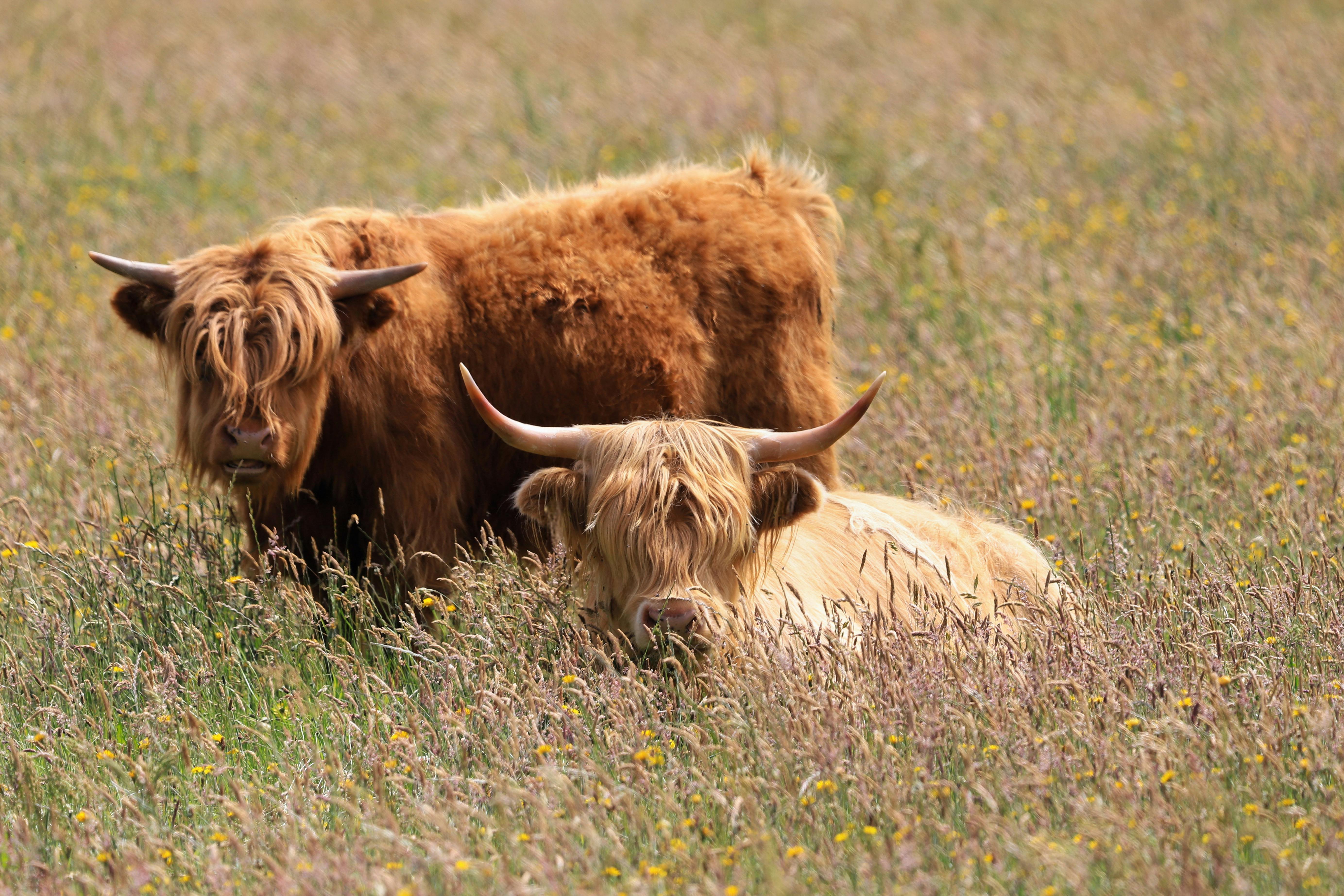Highland Cattle Grazing in Danish Meadow · Free Stock Photo