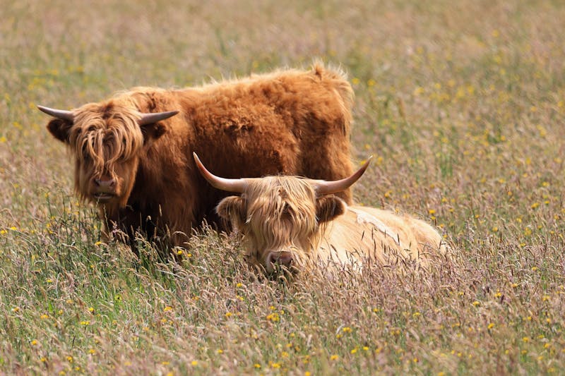 Danish Jain Photos, Download The BEST Free Danish Jain Stock Photos ...