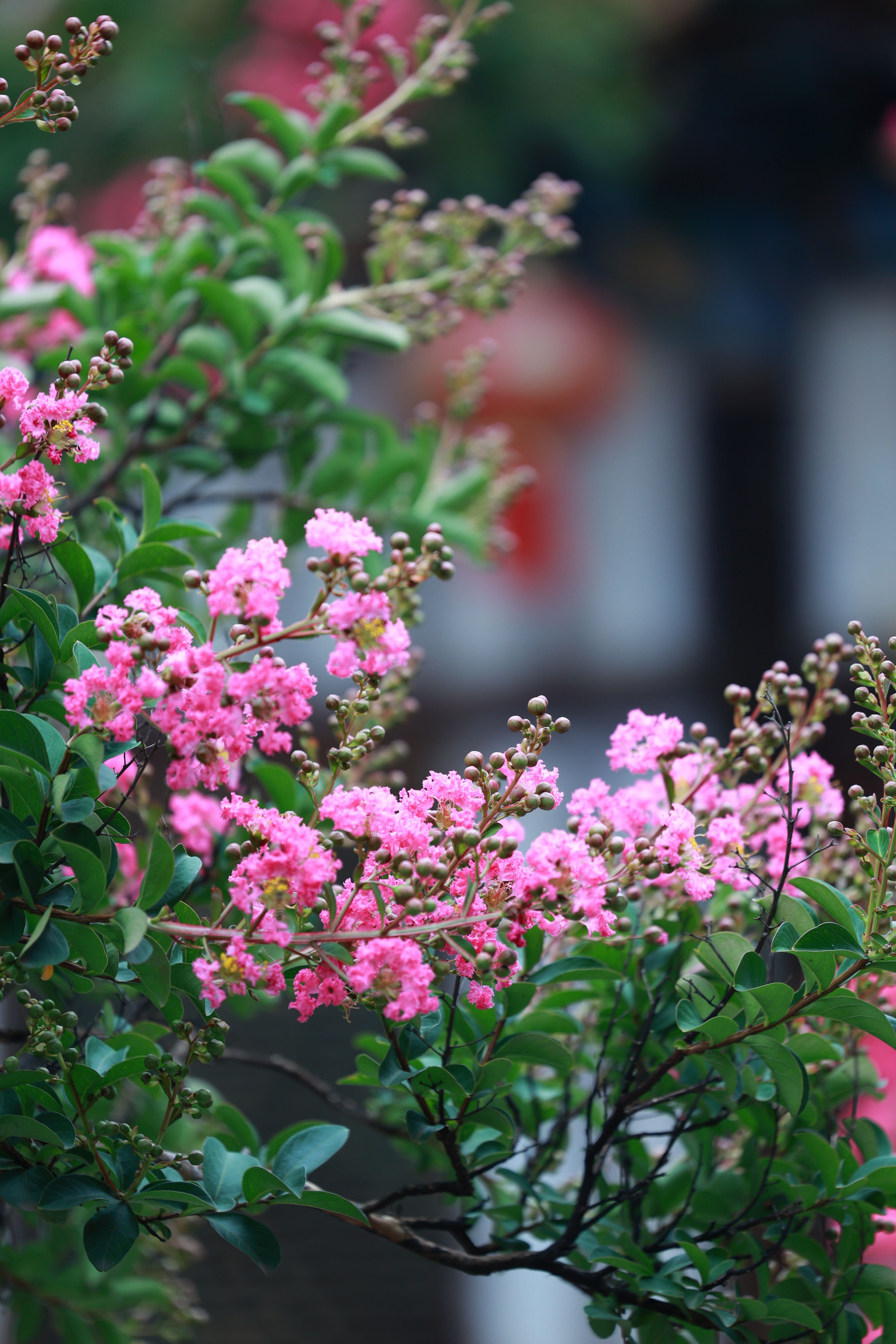 Vibrant Crepe Myrtle Blossoms in Full Bloom · Free Stock Photo