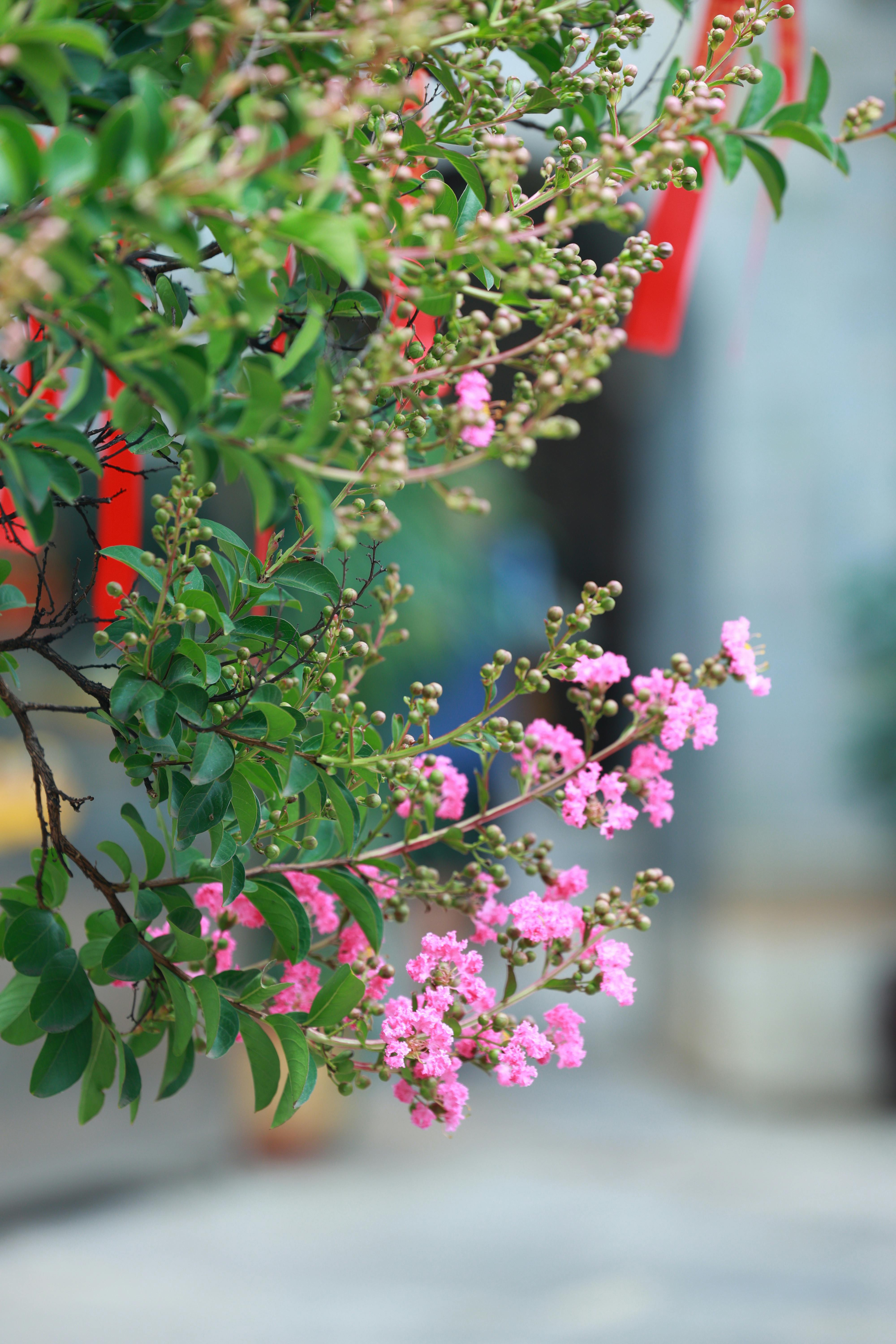 Pink City Scape Photos, Download The BEST Free Pink City Scape Stock ...