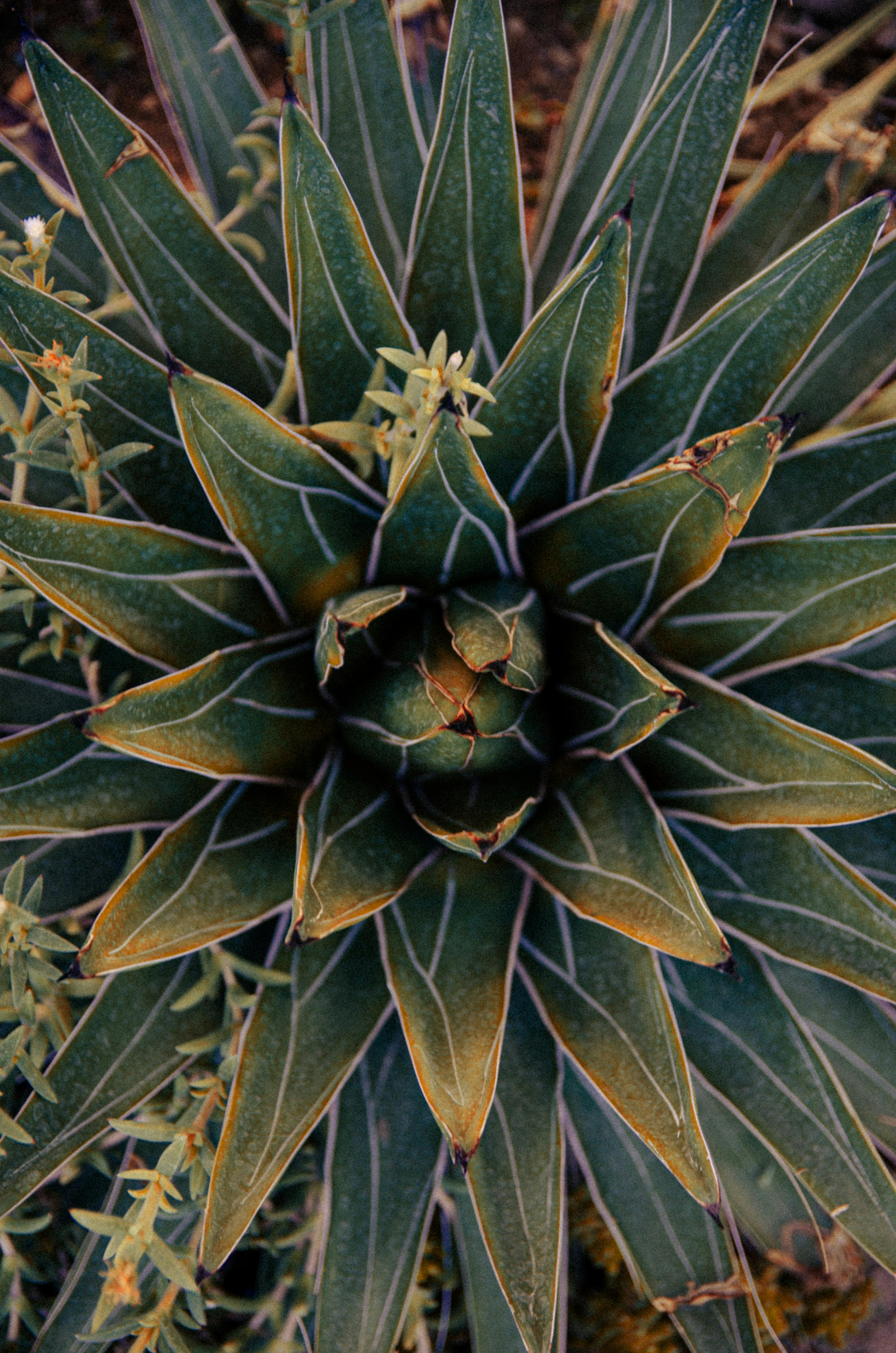 Avoid Aloe Photos, Download The BEST Free Avoid Aloe Stock Photos & HD ...