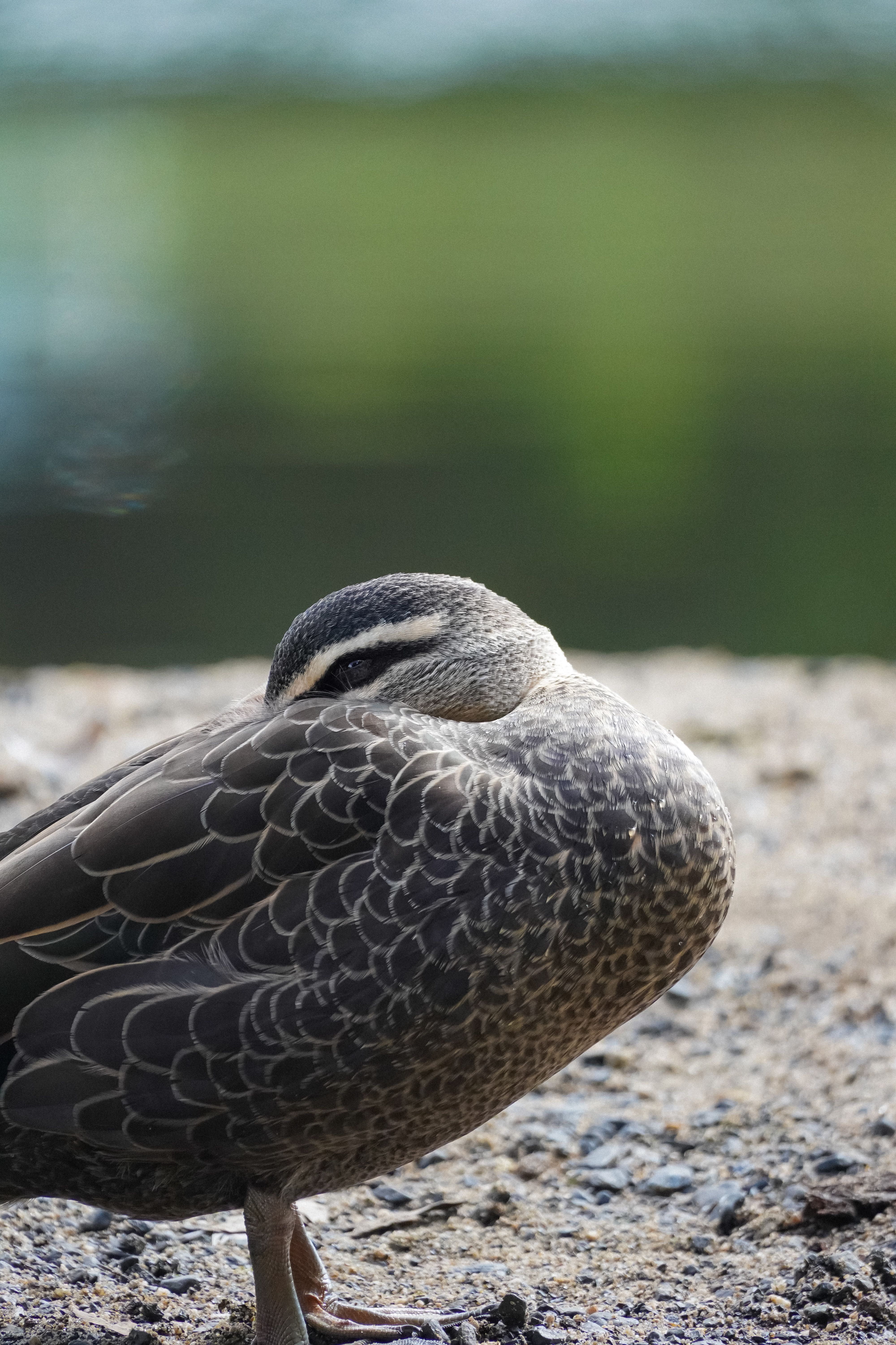 Peaceful Duck Resting by Tranquil Waterside · Free Stock Photo