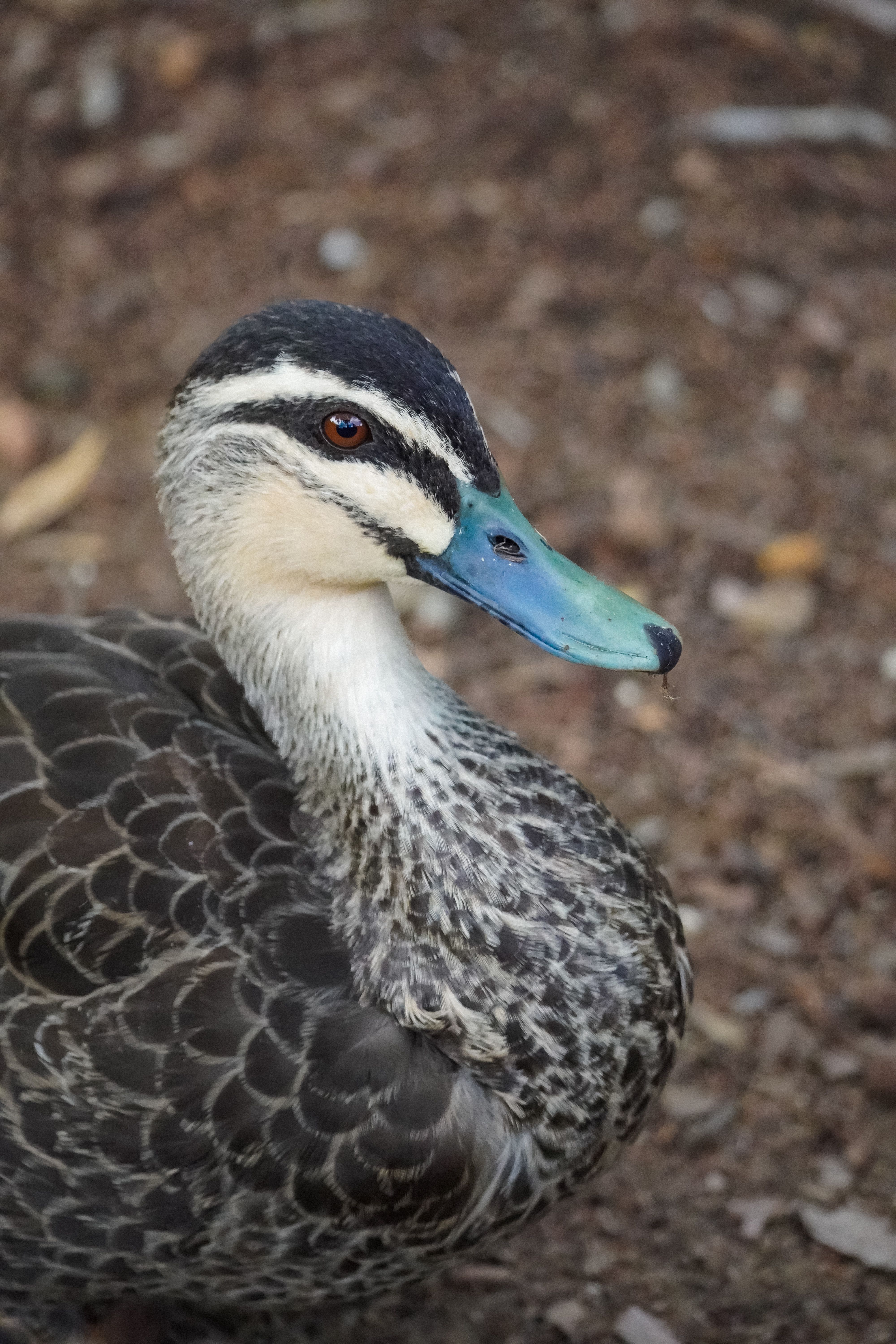 Close-up of a Pacific Black Duck in Natural Habitat · Free Stock Photo