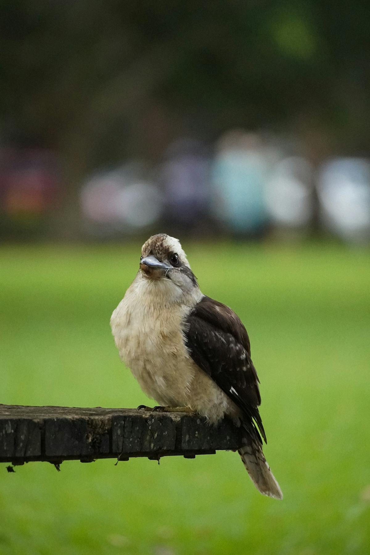 Free Pix Photos, Download The BEST Free Free Pix Stock Photos & HD Images