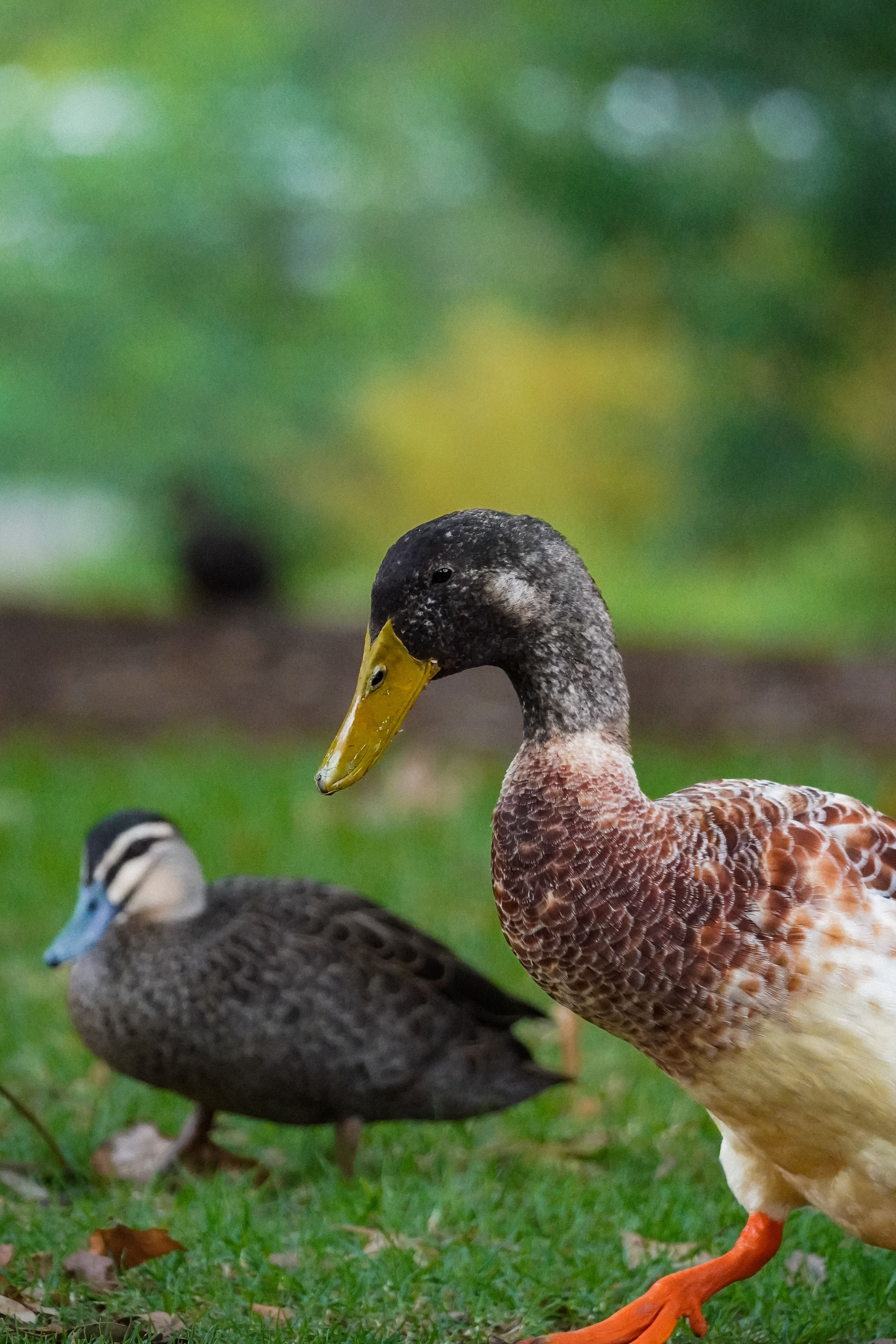 Patos Coloridos En Un Exuberante Parque Verde · Foto de stock gratuita