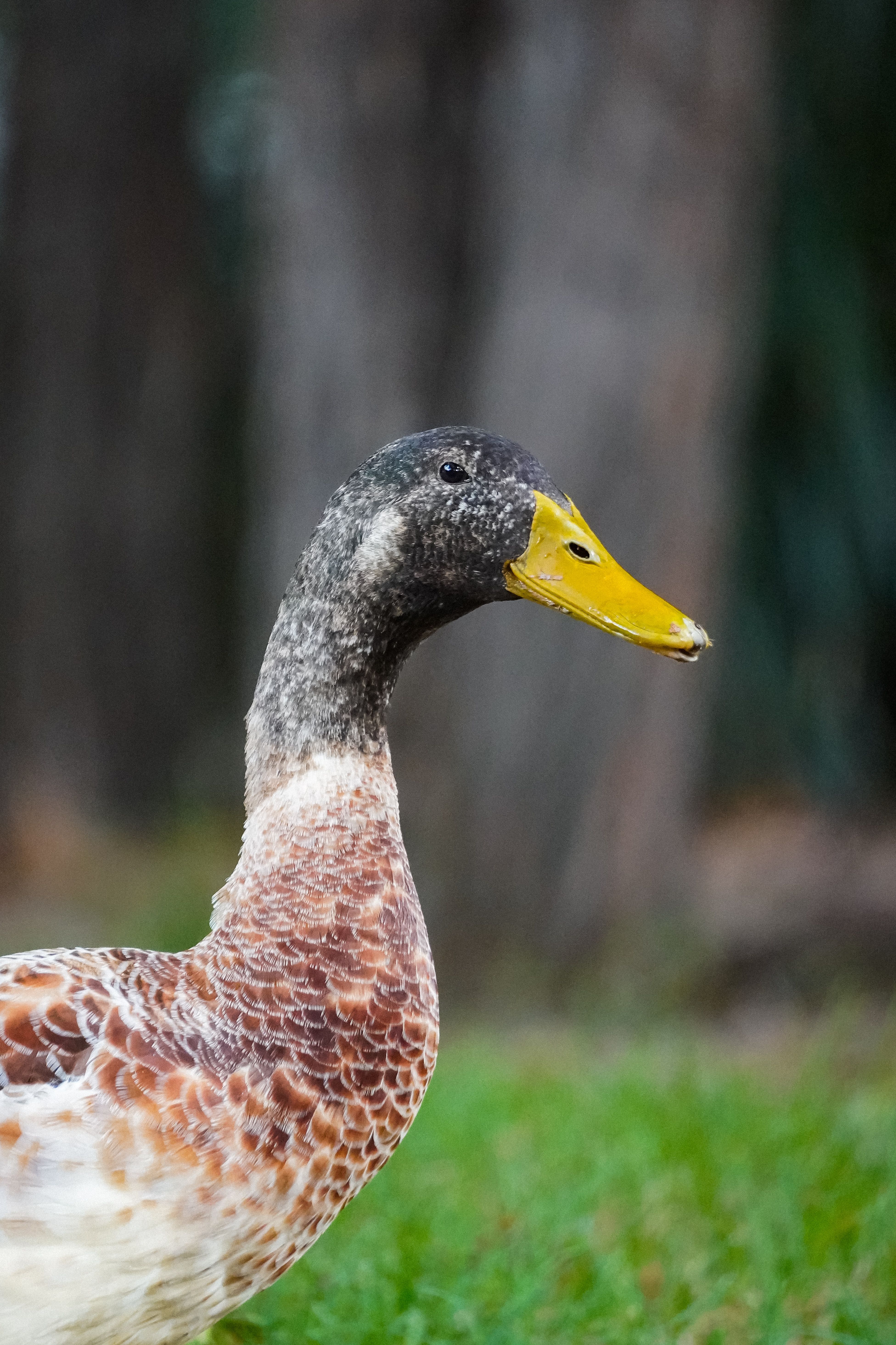 Duck Profile Photos, Download The BEST Free Duck Profile Stock Photos ...