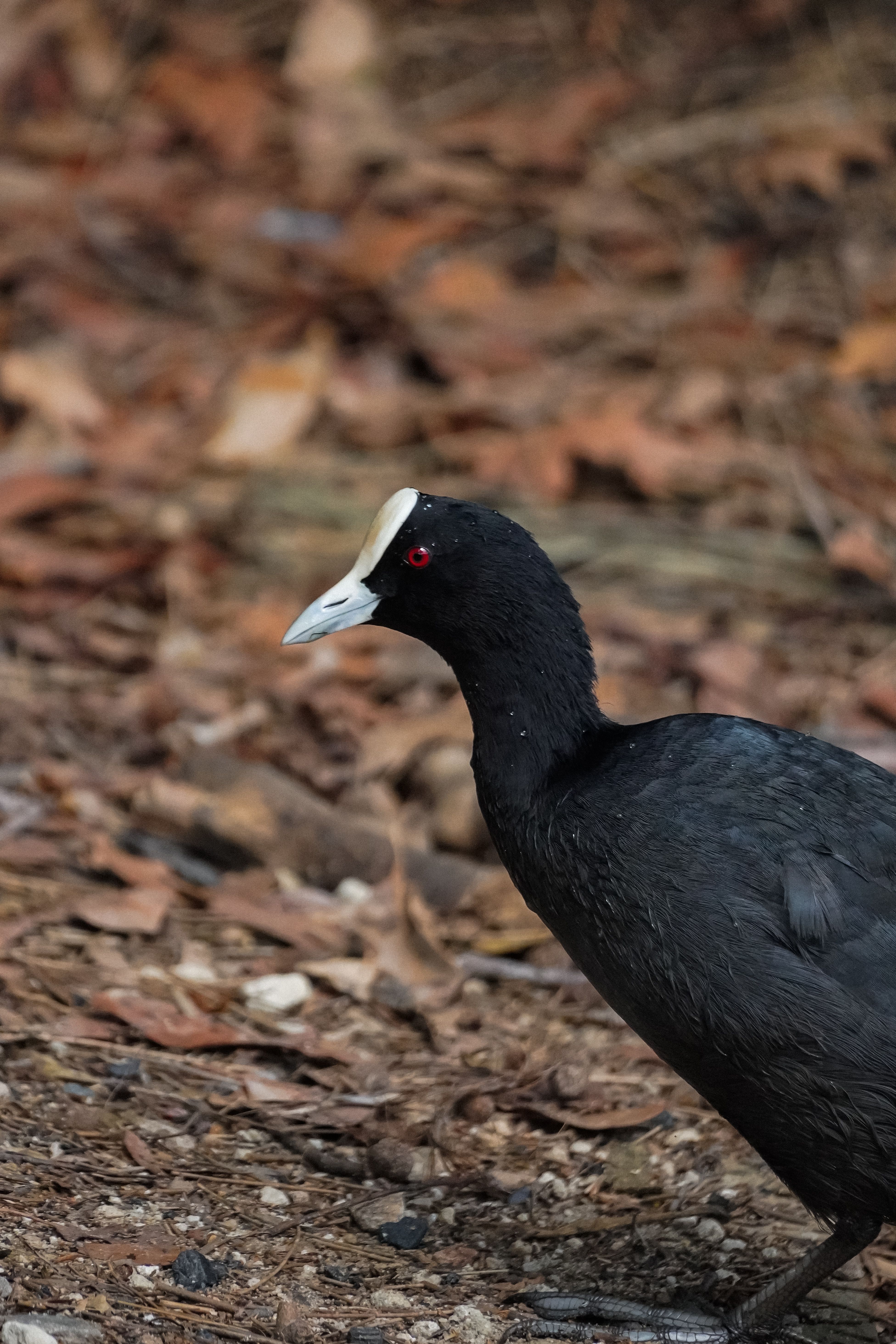 Australian Moorhen Photos, Download The BEST Free Australian Moorhen ...