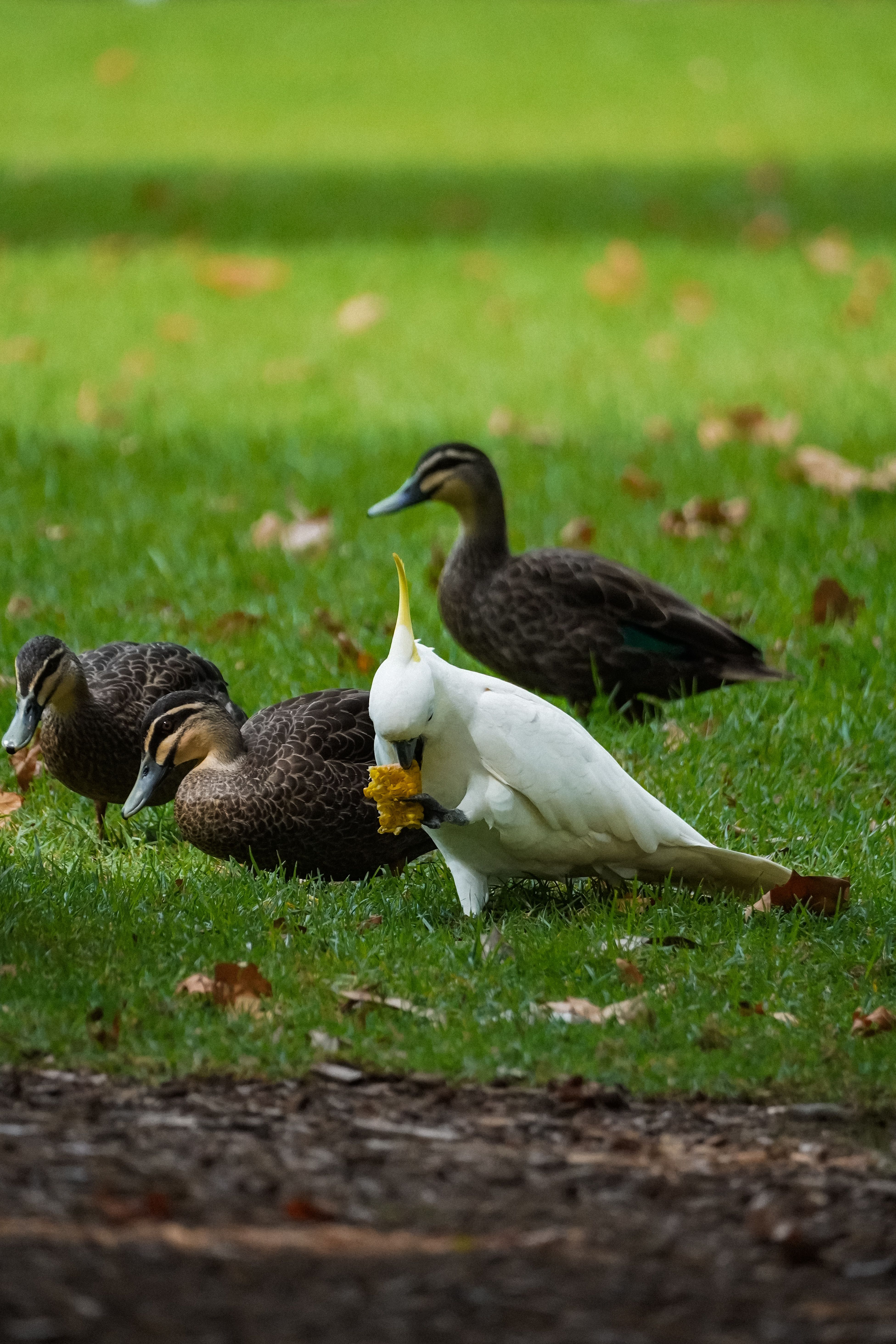 Ducks and Cockatoo Foraging on Grass · Free Stock Photo