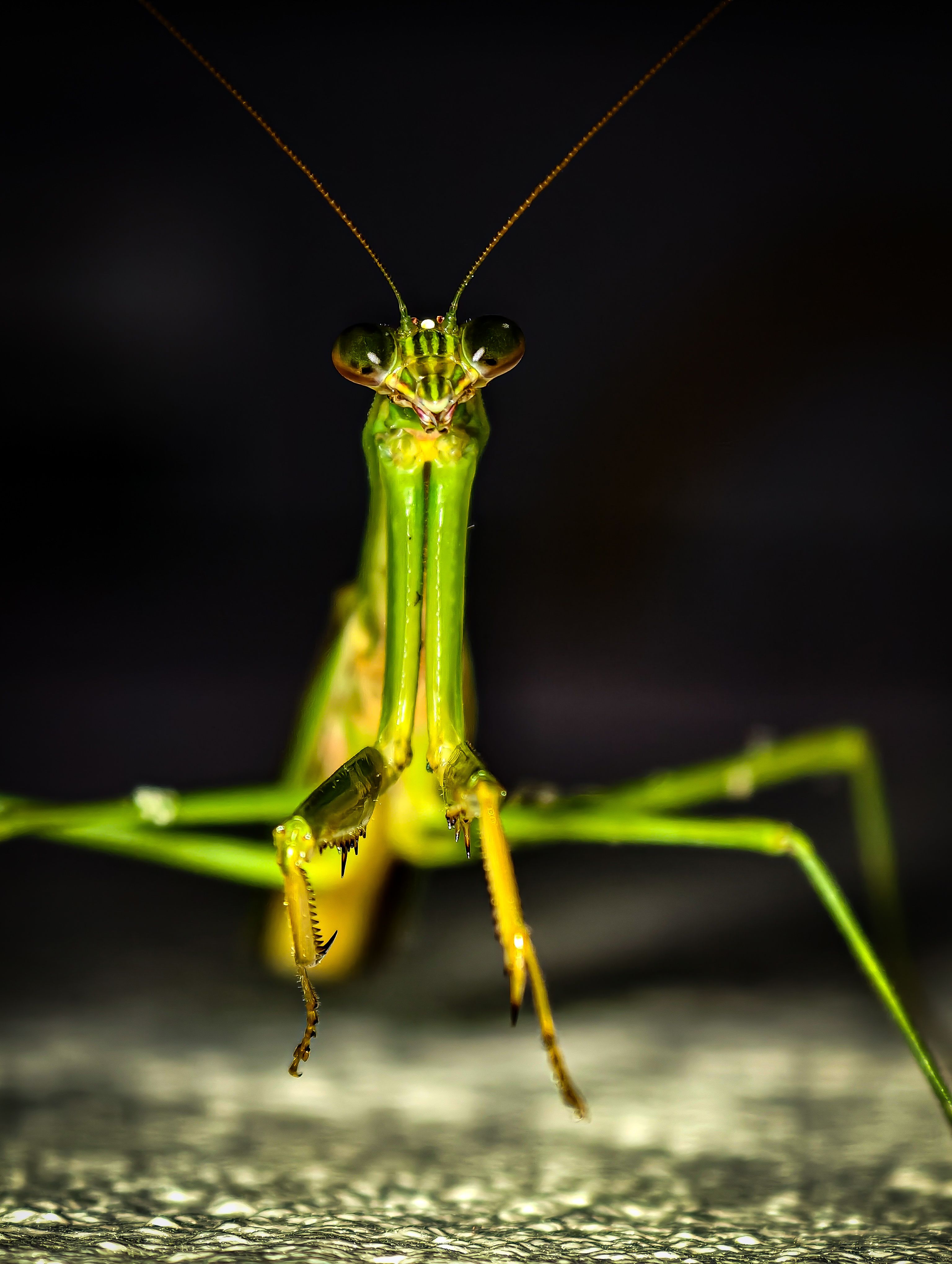 Close up of Mantis · Free Stock Photo