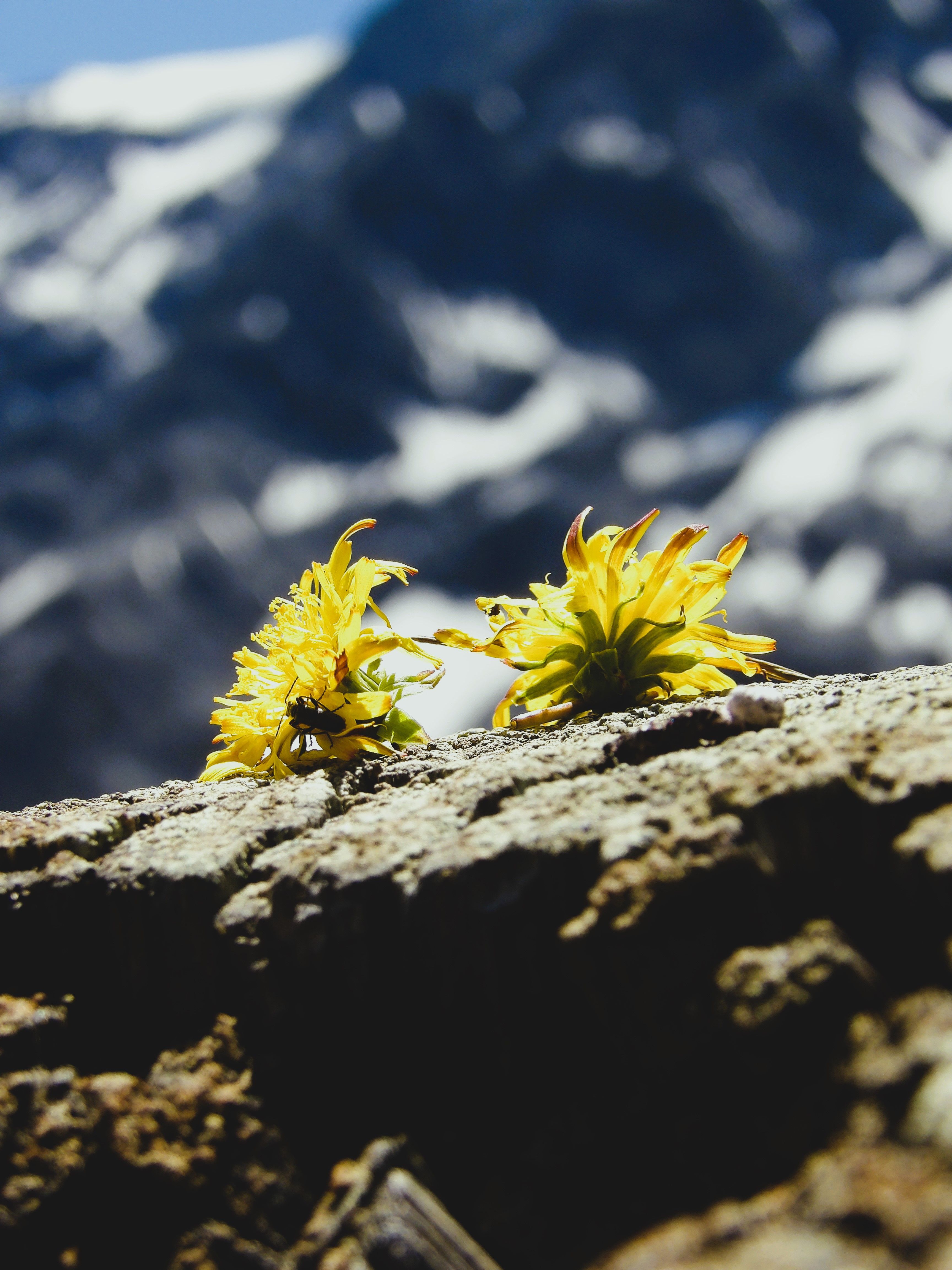 Two Yellow Flowers Bloom on Mountain Rock · Free Stock Photo