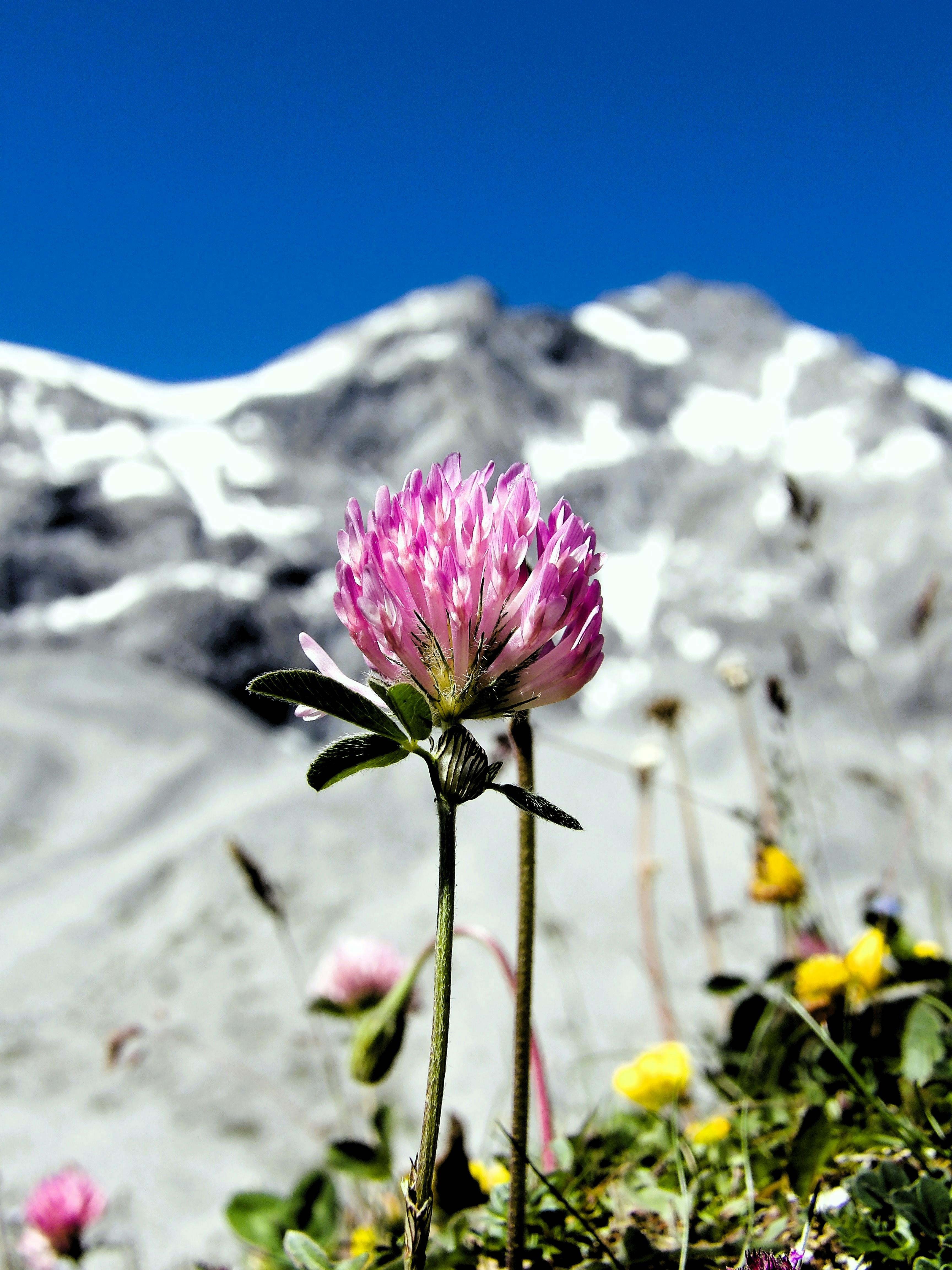 Alpine Photos, Download The BEST Free Alpine Stock Photos & HD Images