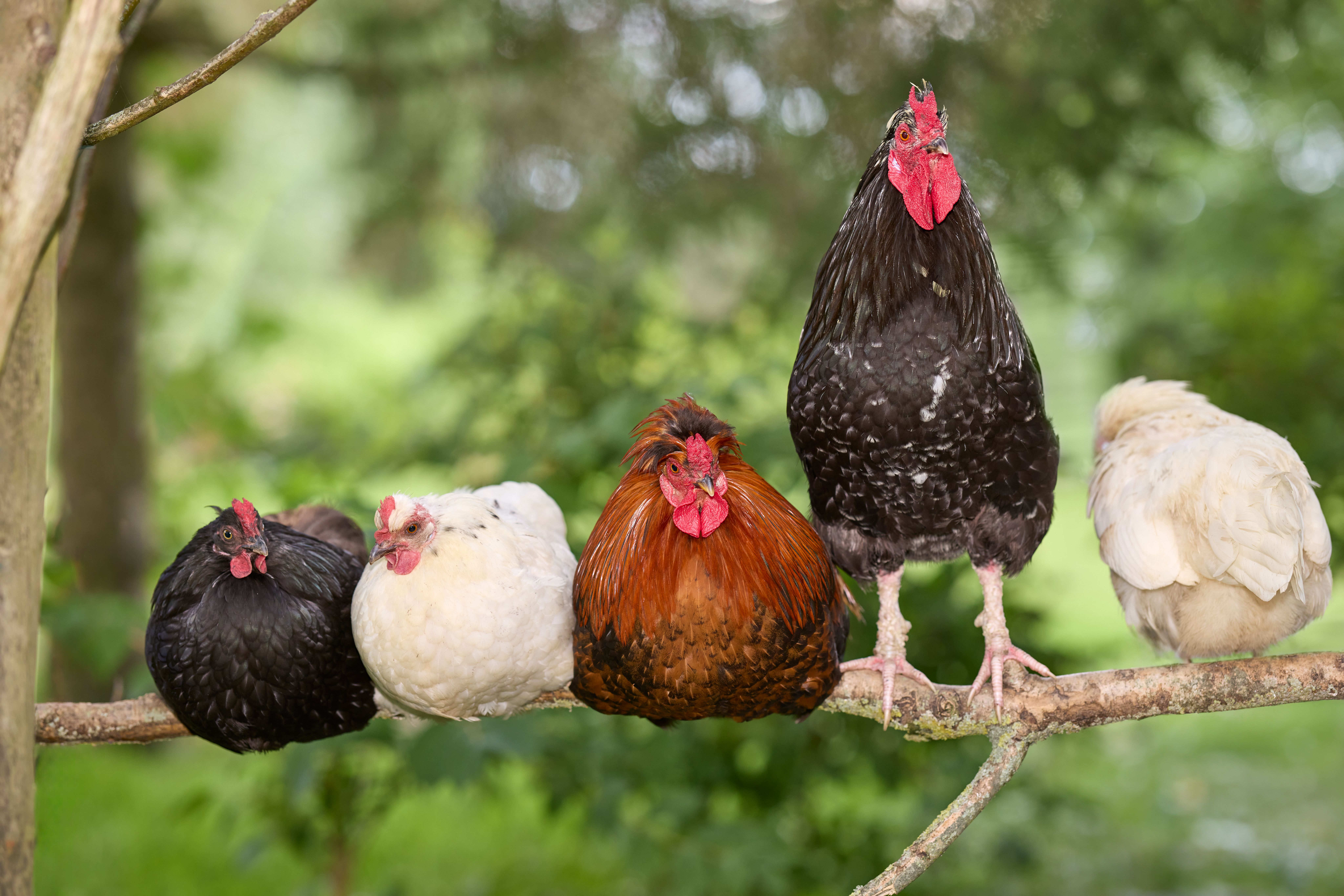 Flock of Chickens Perched on Branch in Nature · Free Stock Photo
