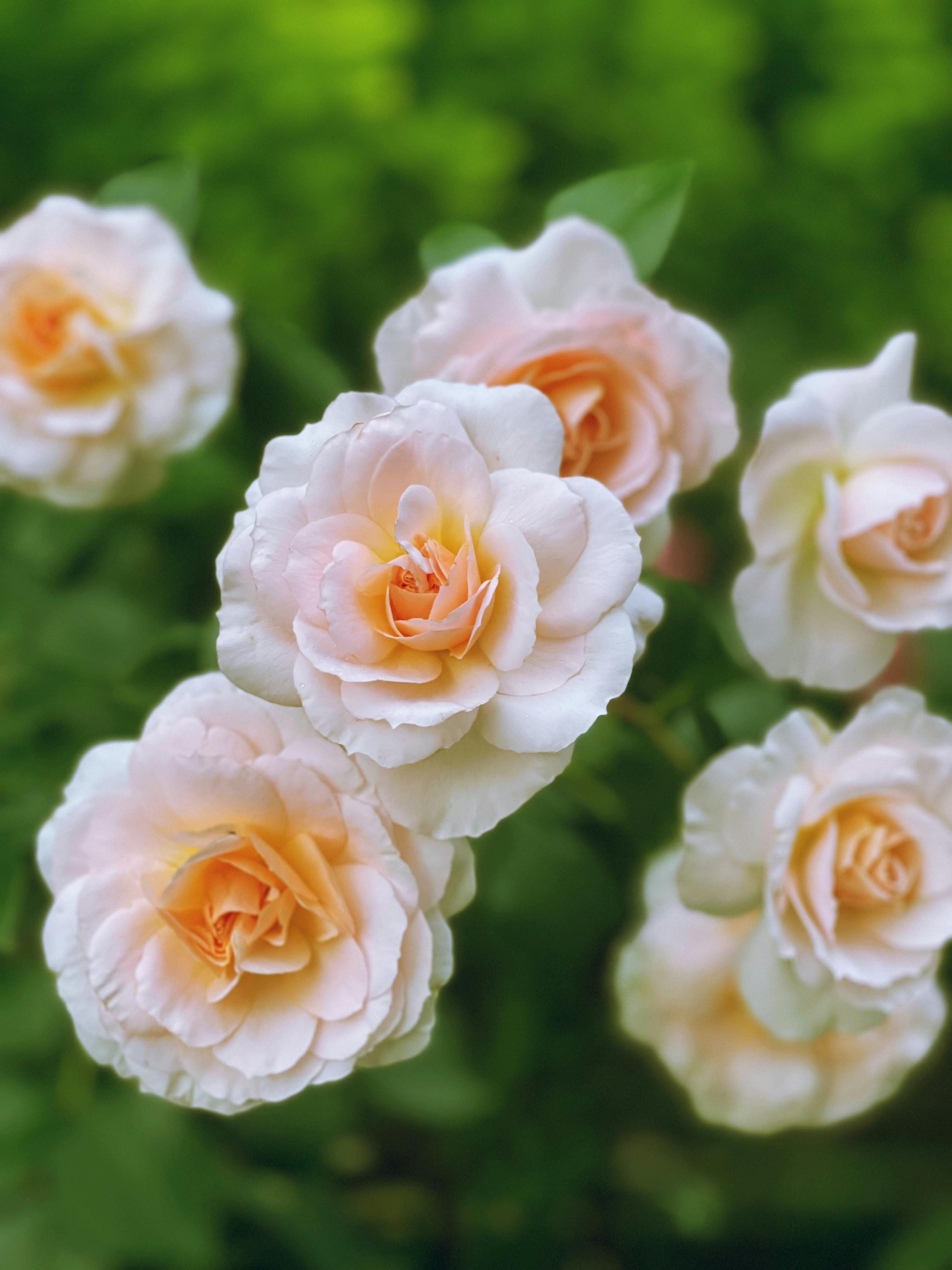 Close-up of Blooming Peach Roses in Garden · Free Stock Photo