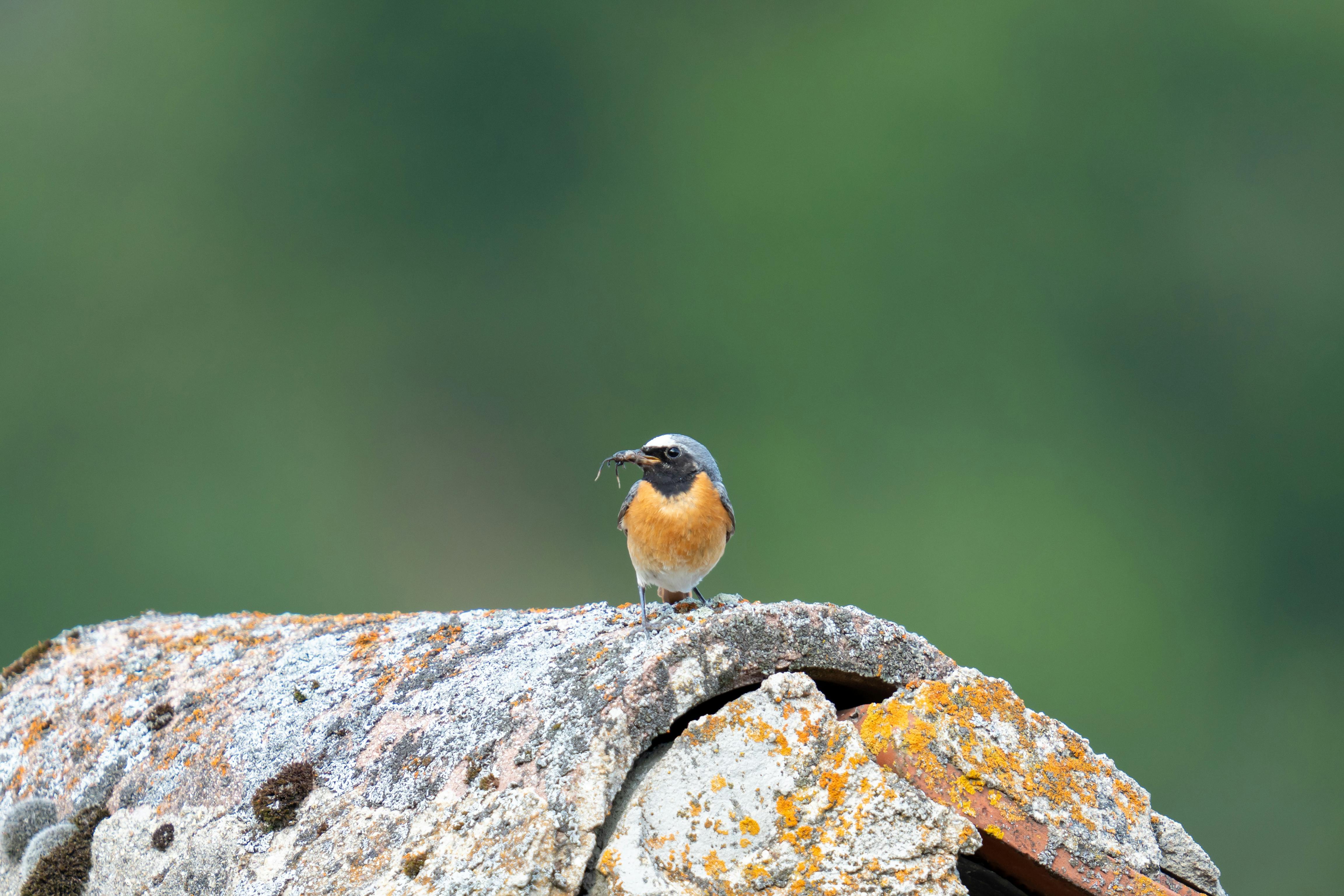 Beautiful Small Breasts Photos, Download The BEST Free Beautiful Small ...